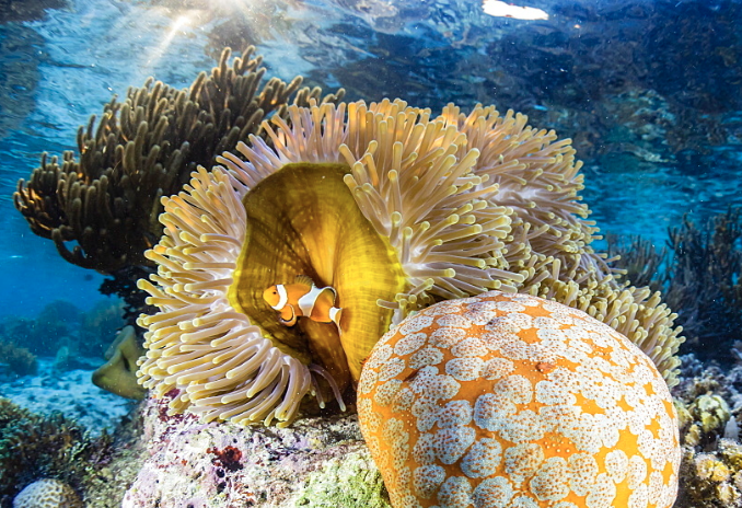 Diving — Aqura Dive
