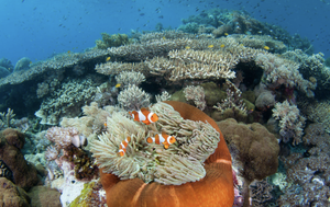 Diving — Aqura Dive