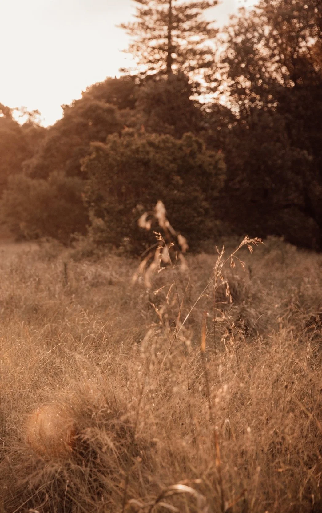 Kate Sommer Photography