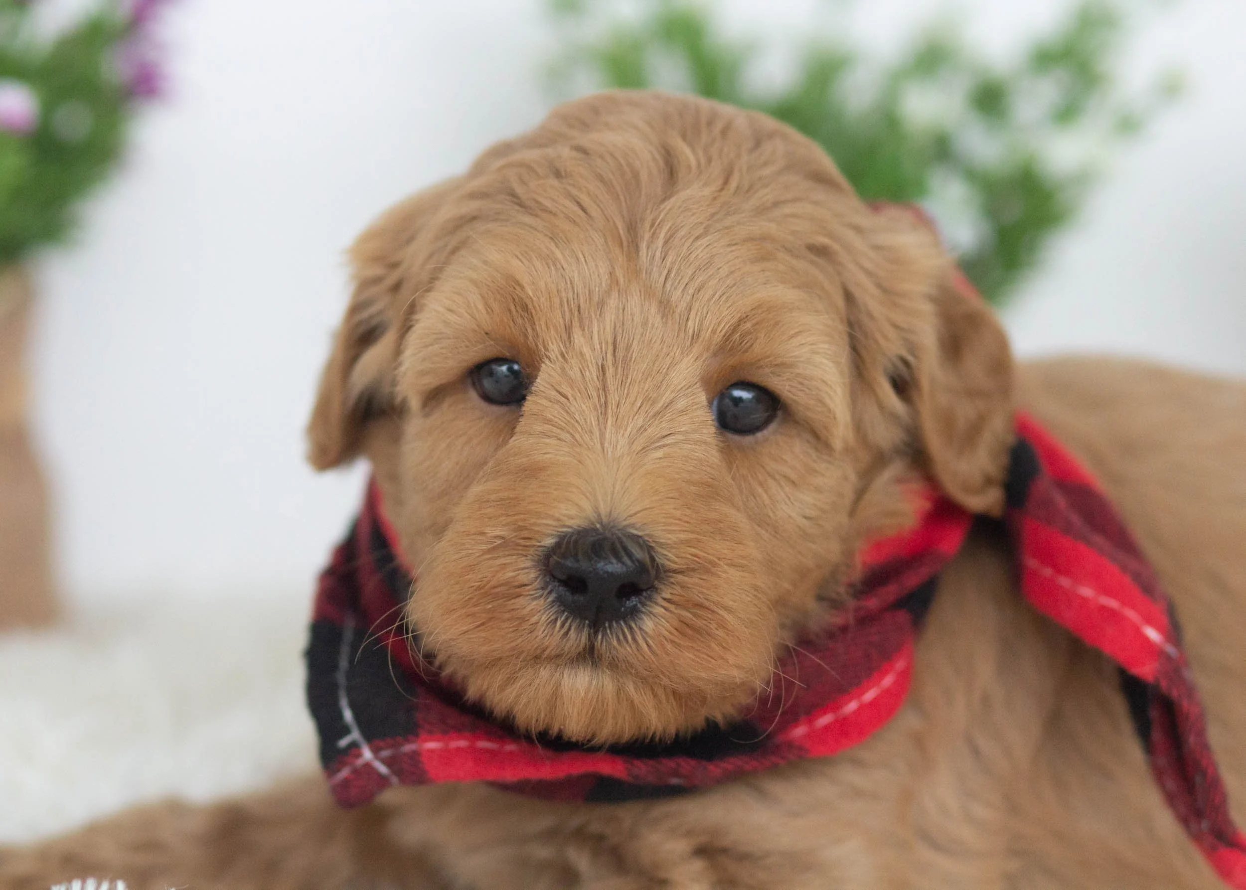Micro GoldenDoodles For Adoption — Family Bred Goldendoodles California