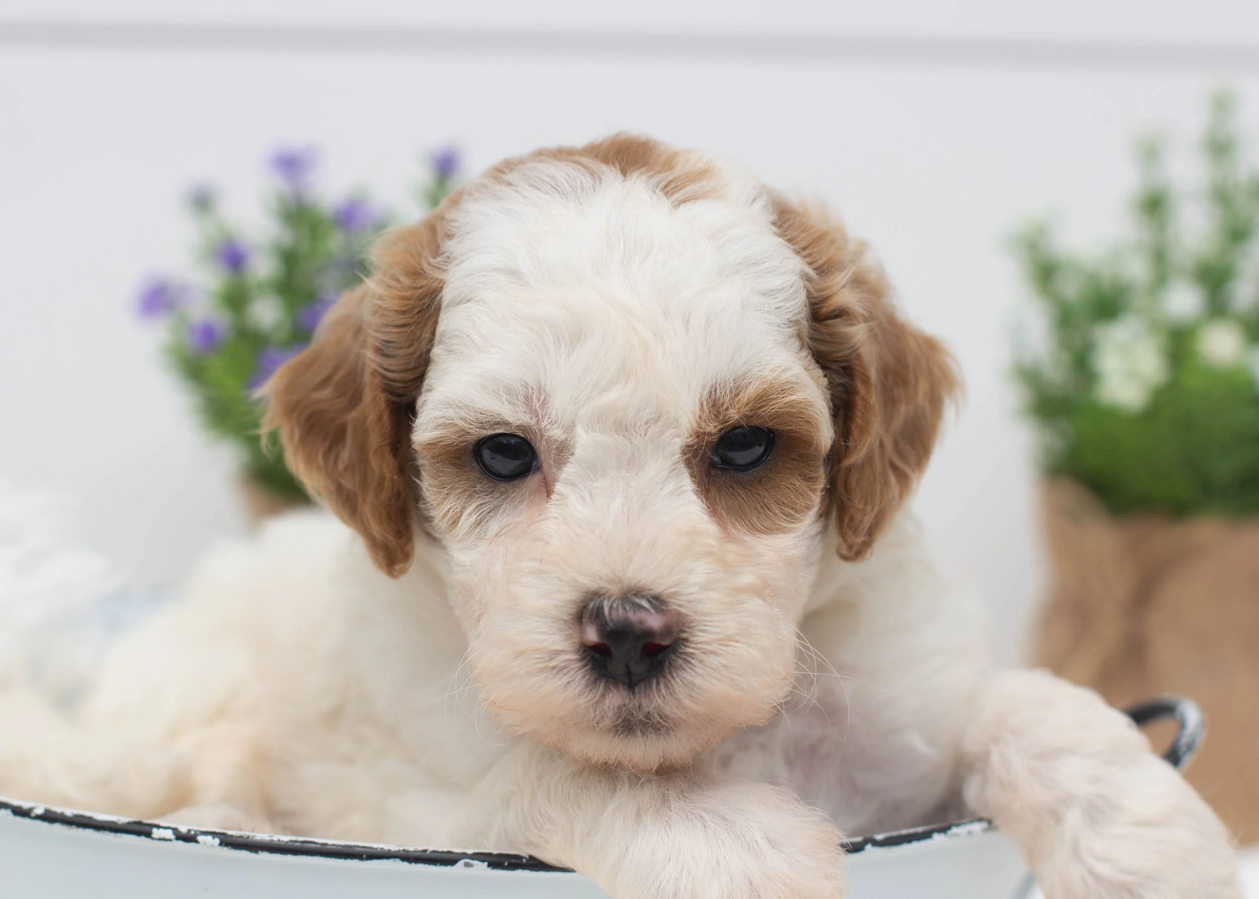 Mini Goldendoodles for Adoption — Family Bred Goldendoodles CA