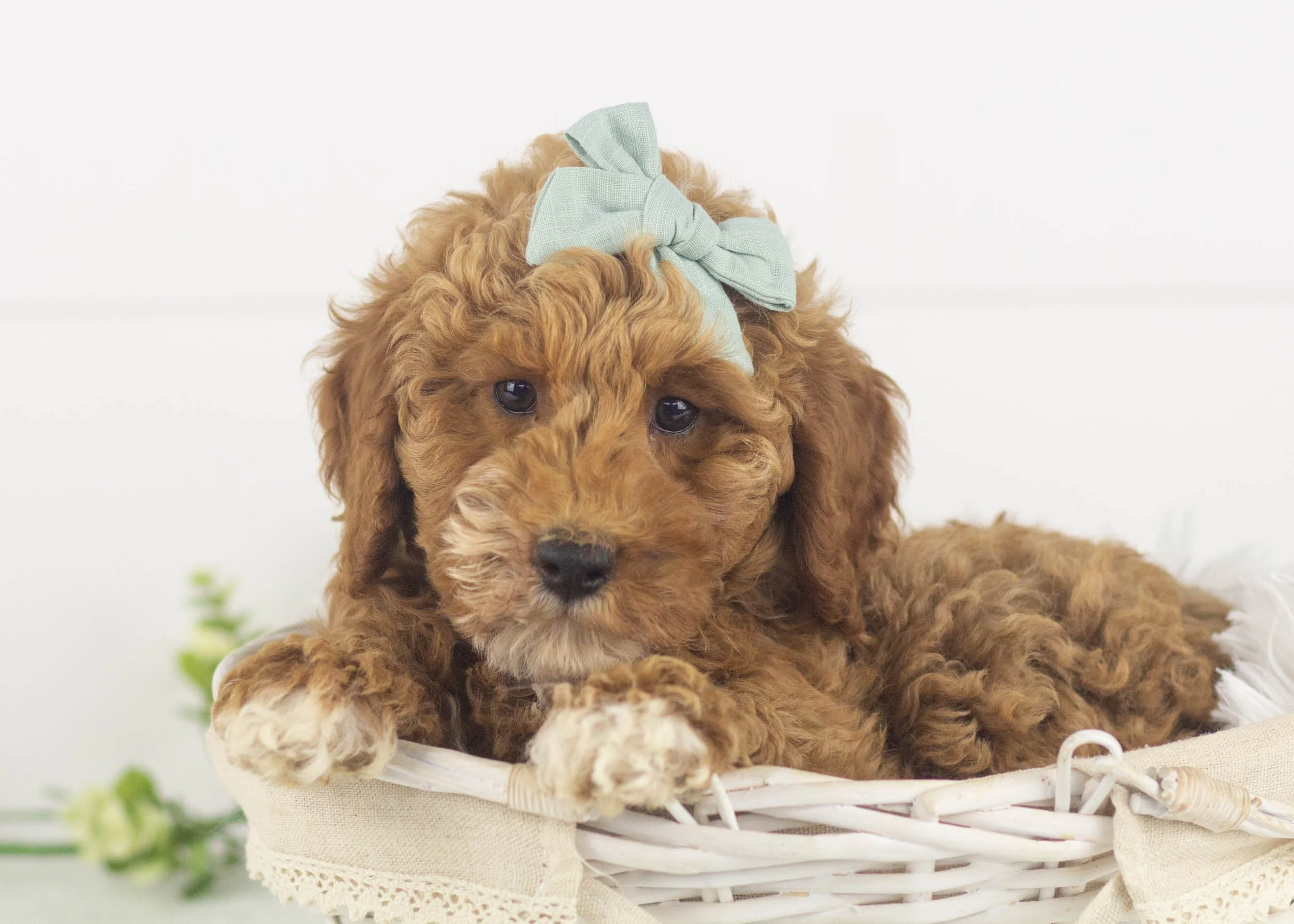 Micro GoldenDoodles For Adoption — Family Bred Goldendoodles California