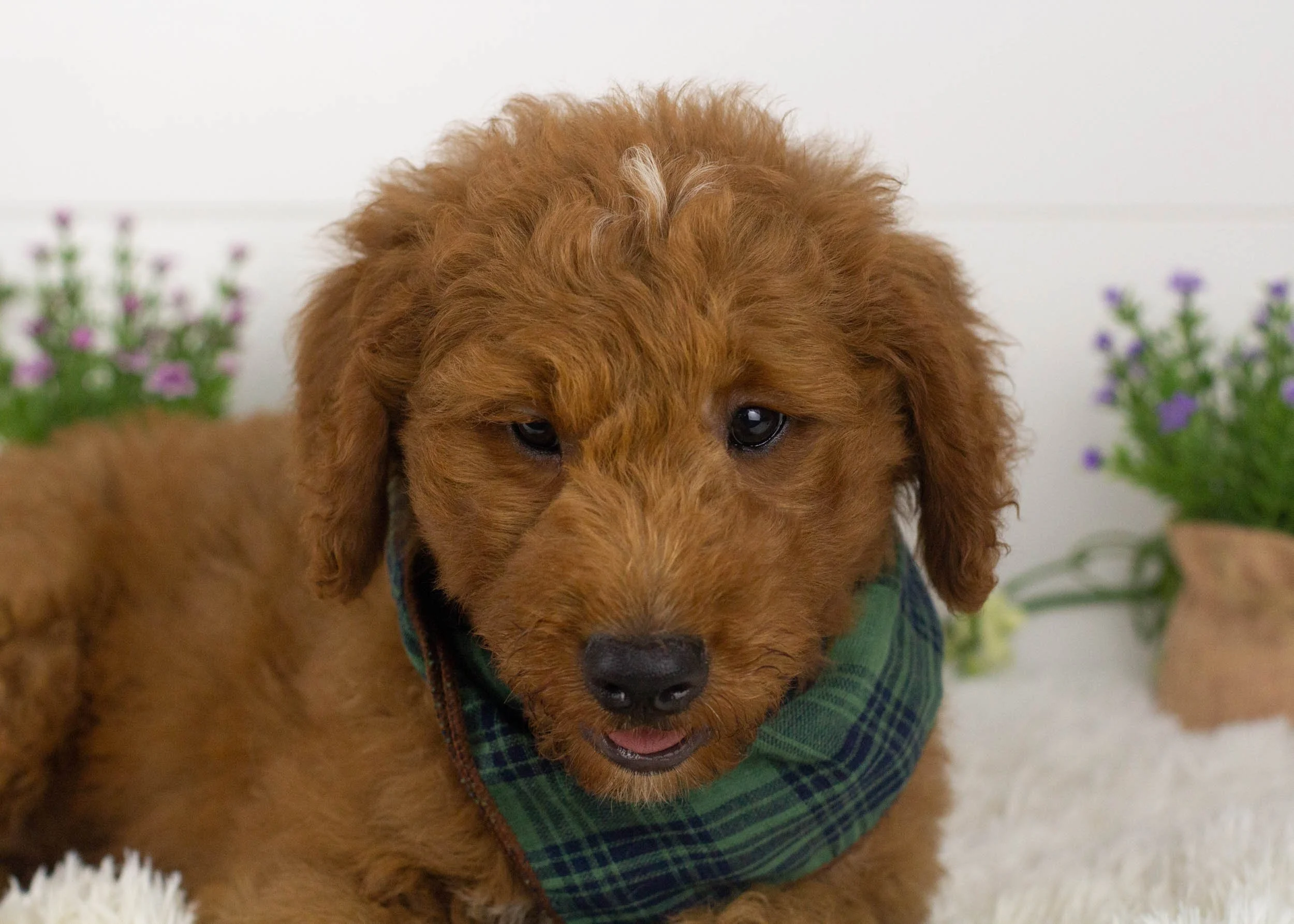 Mini Goldendoodles for Adoption — Family Bred Goldendoodles CA