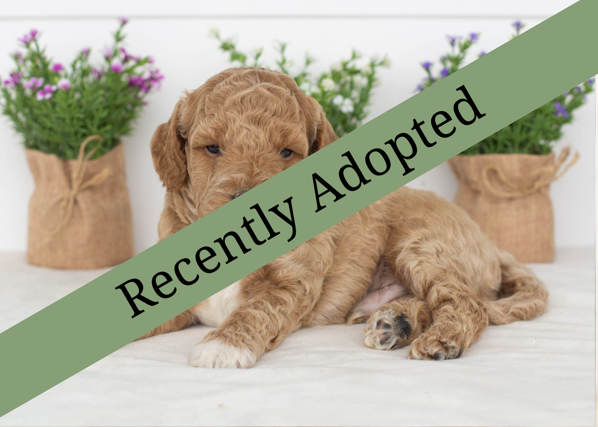 Mini Goldendoodles for Adoption — Family Bred Goldendoodles California