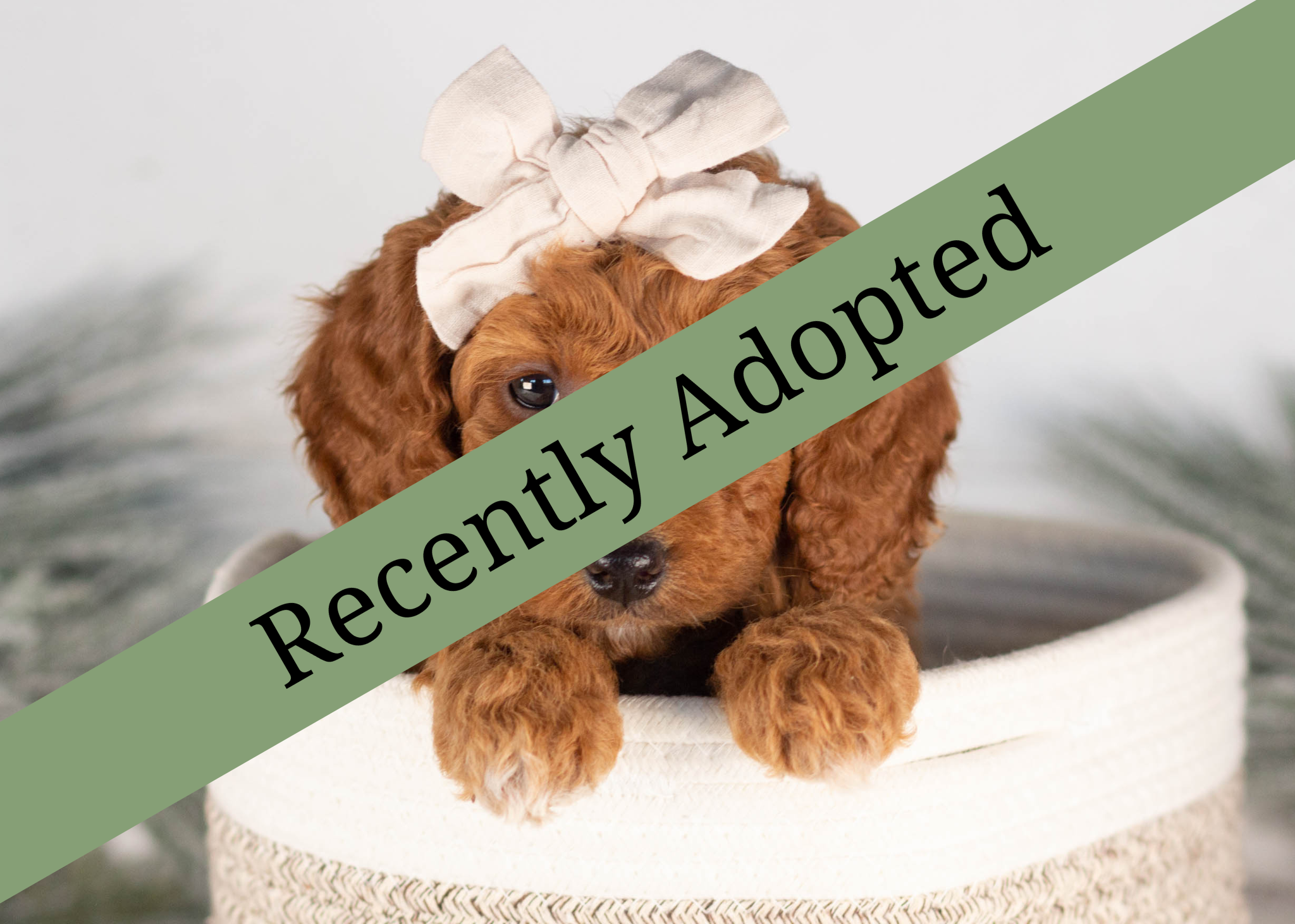 Mini Goldendoodles for Adoption — Family Bred Goldendoodles California