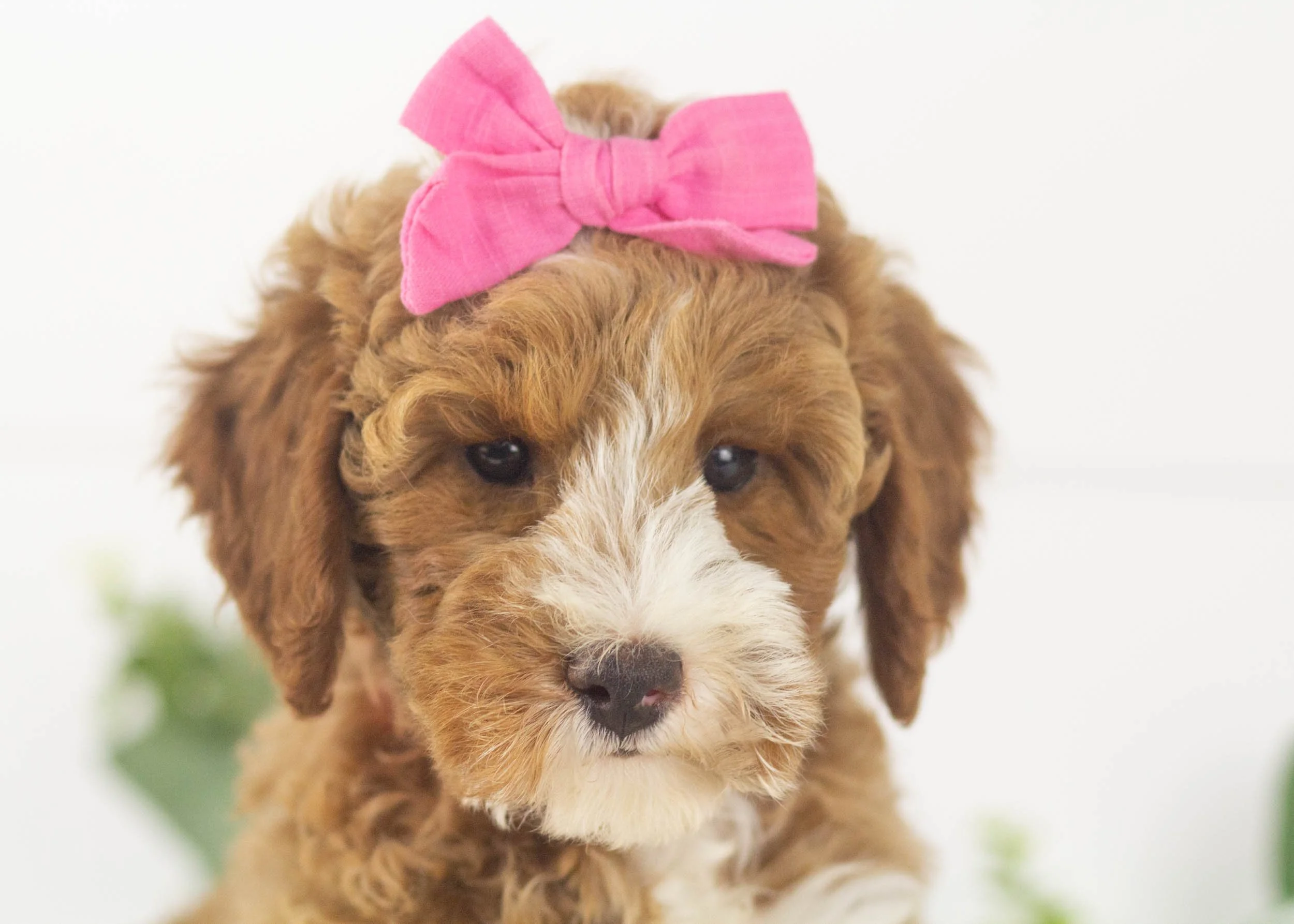 Micro GoldenDoodles For Adoption — Family Bred Goldendoodles California