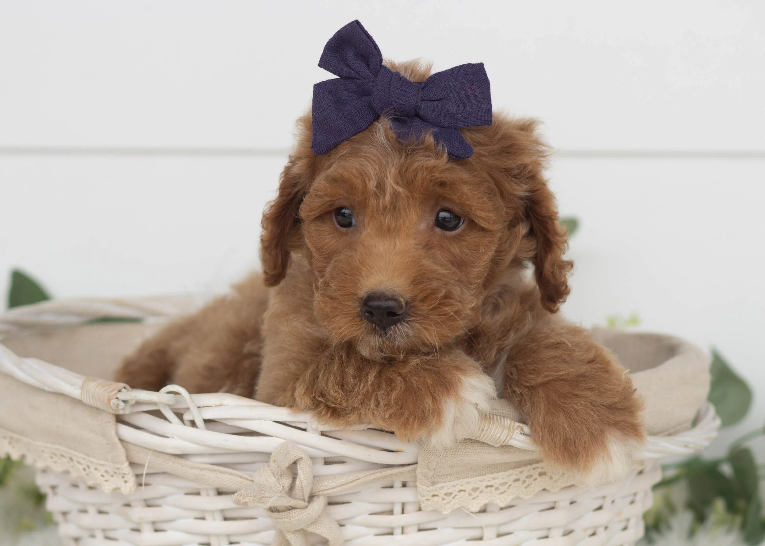 Mini Goldendoodles for Adoption — Family Bred Goldendoodles California