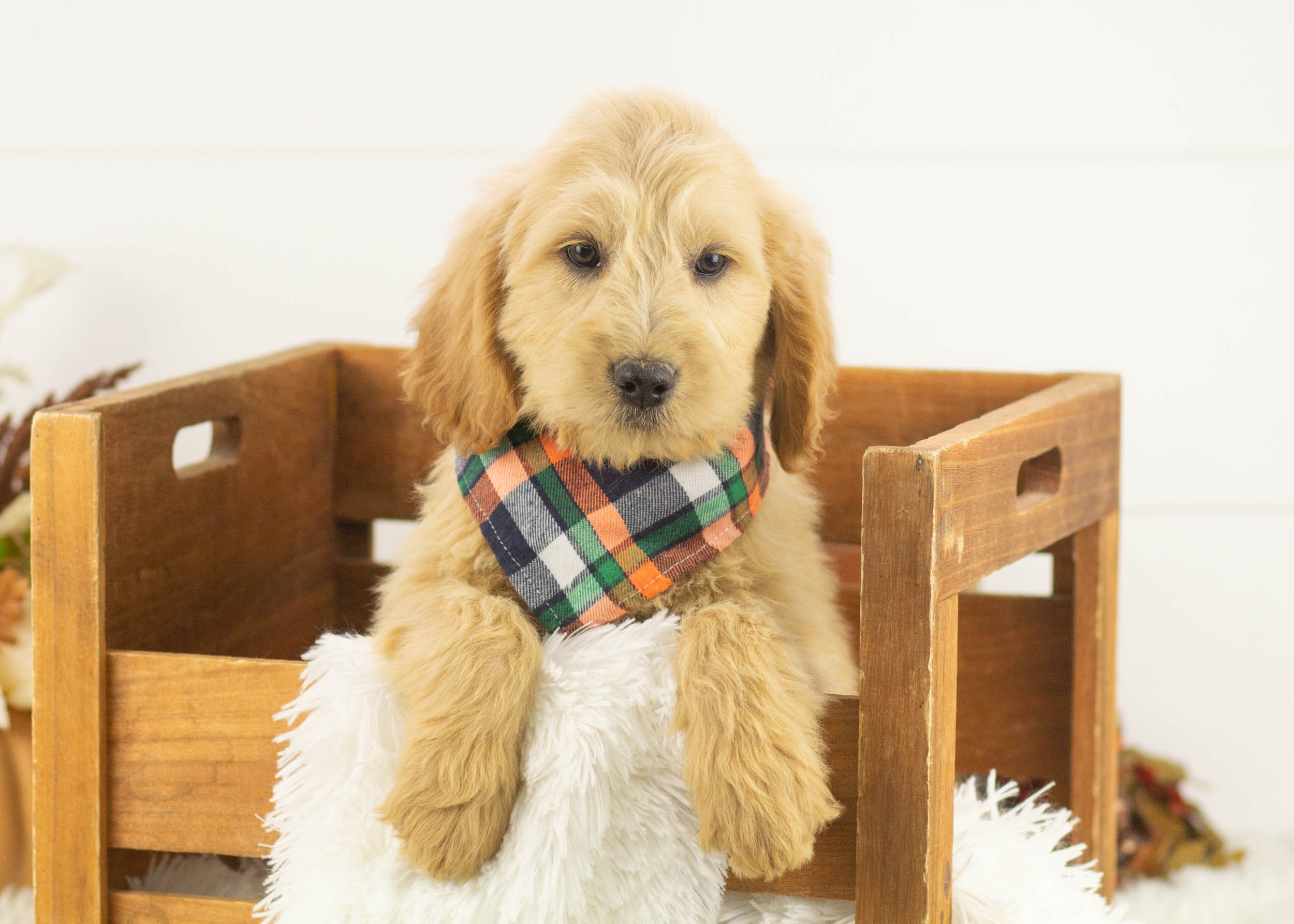 Medium Goldendoodles — Family Bred Goldendoodles California