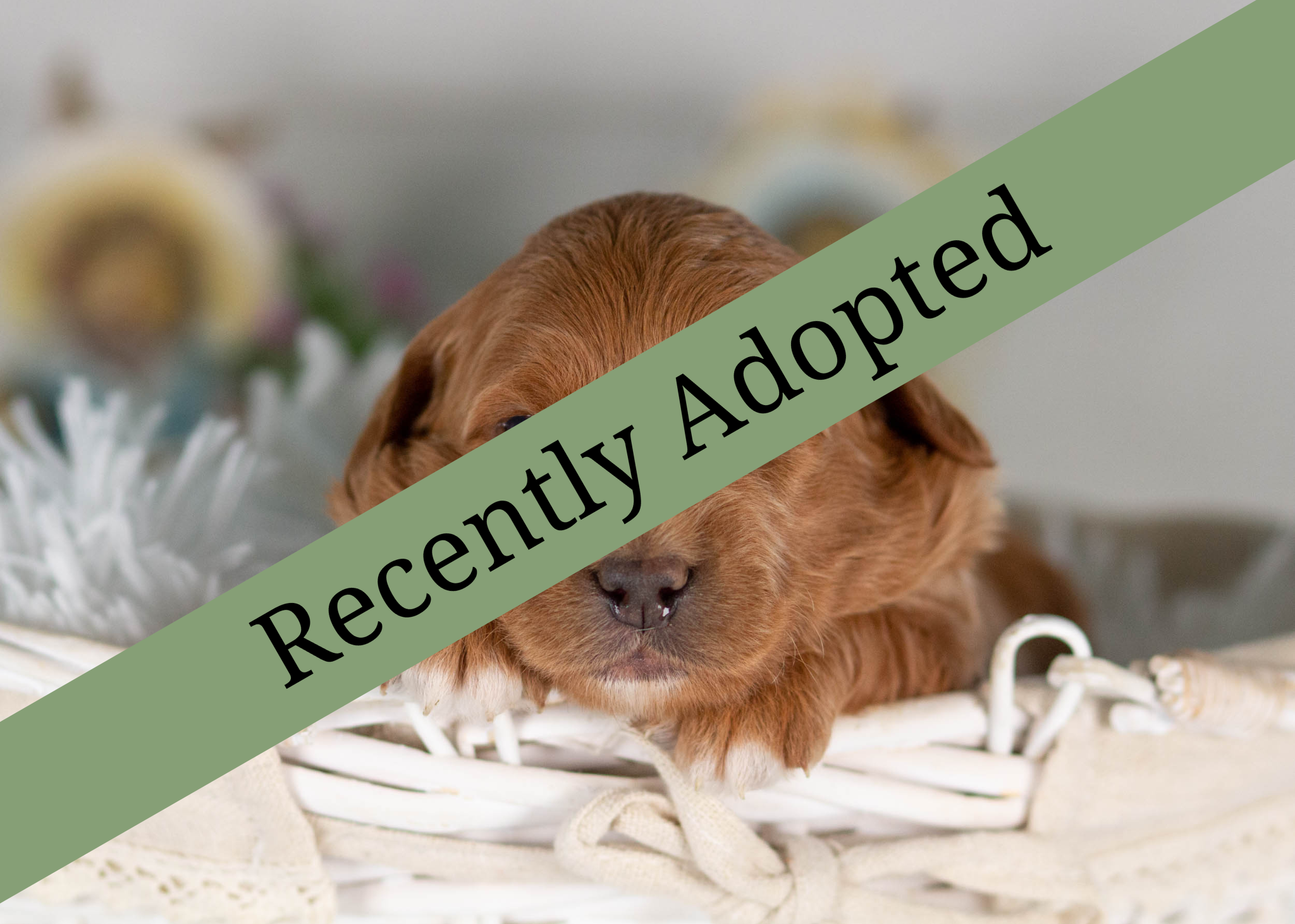 Medium Goldendoodles — Family Bred Goldendoodles California