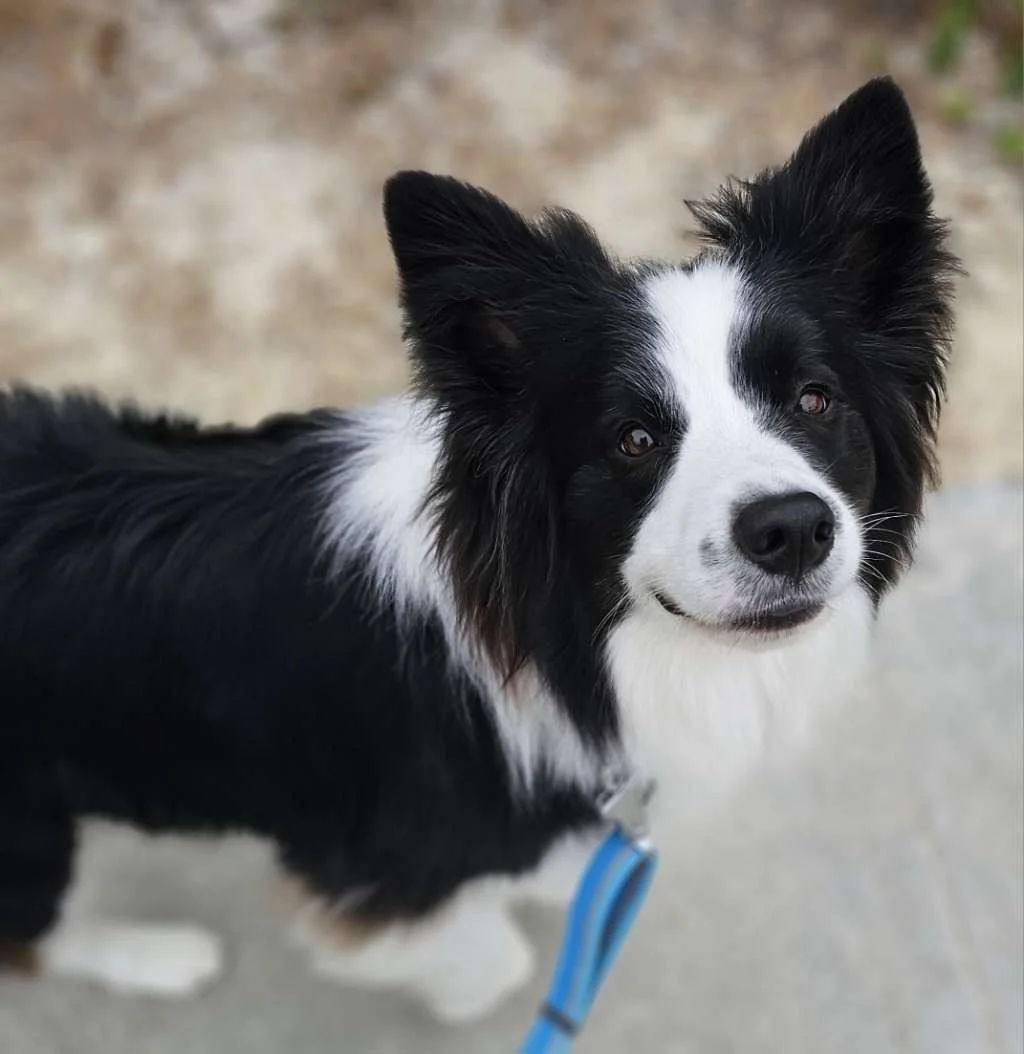 Services — Dogs On The Run