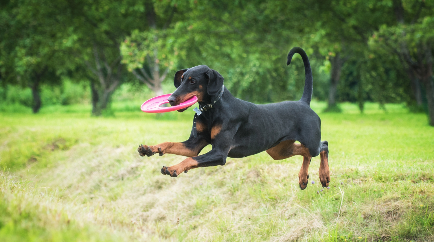 Doberman Rescue of North Texas | DRNT