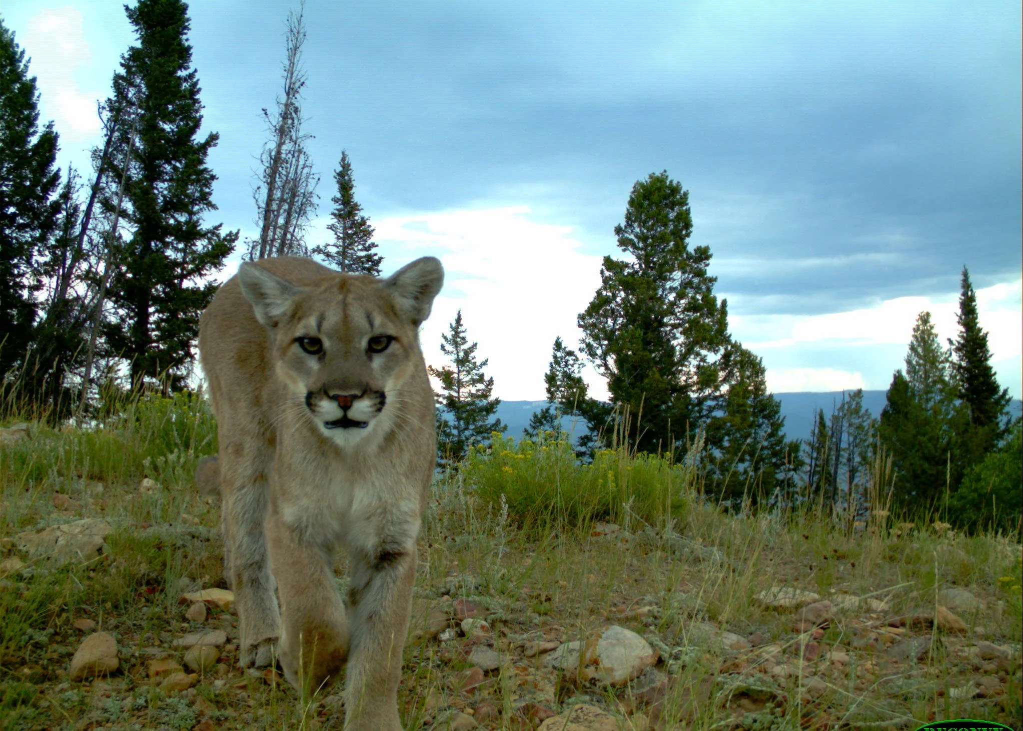 Images — ROCKY MOUNTAIN CAT CONSERVANCY