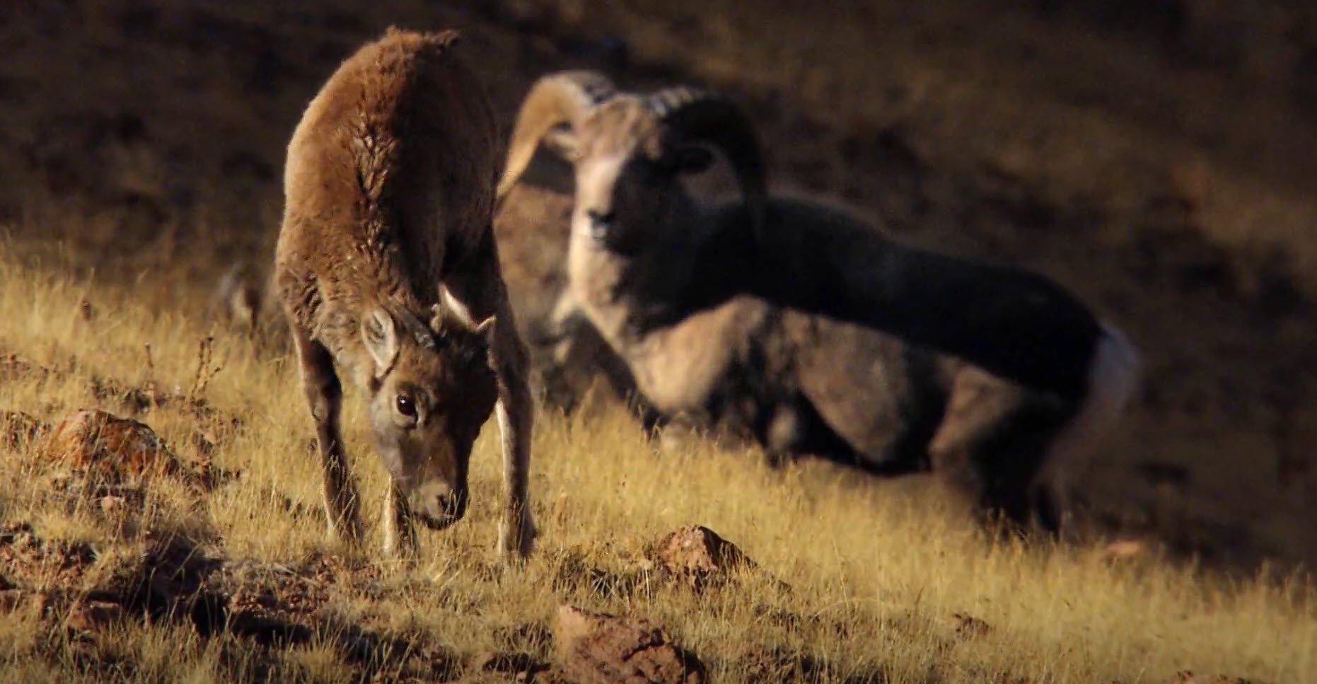 Snow Leopard Prey - The Ibex and Argali — ROCKY MOUNTAIN CAT CONSERVANCY