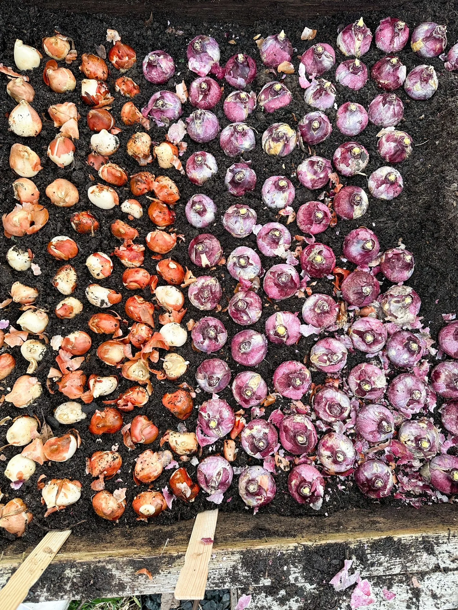 How to Plant Pre-Chilled Bulbs — Bungalow Blooms