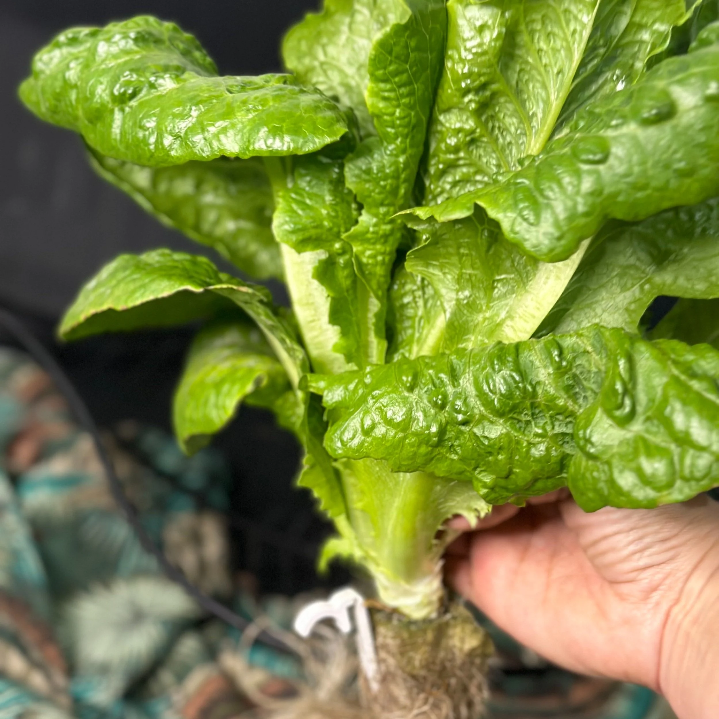 Products | Living Lettuce | Greens & Herbs | Microgreens | Browerville ...