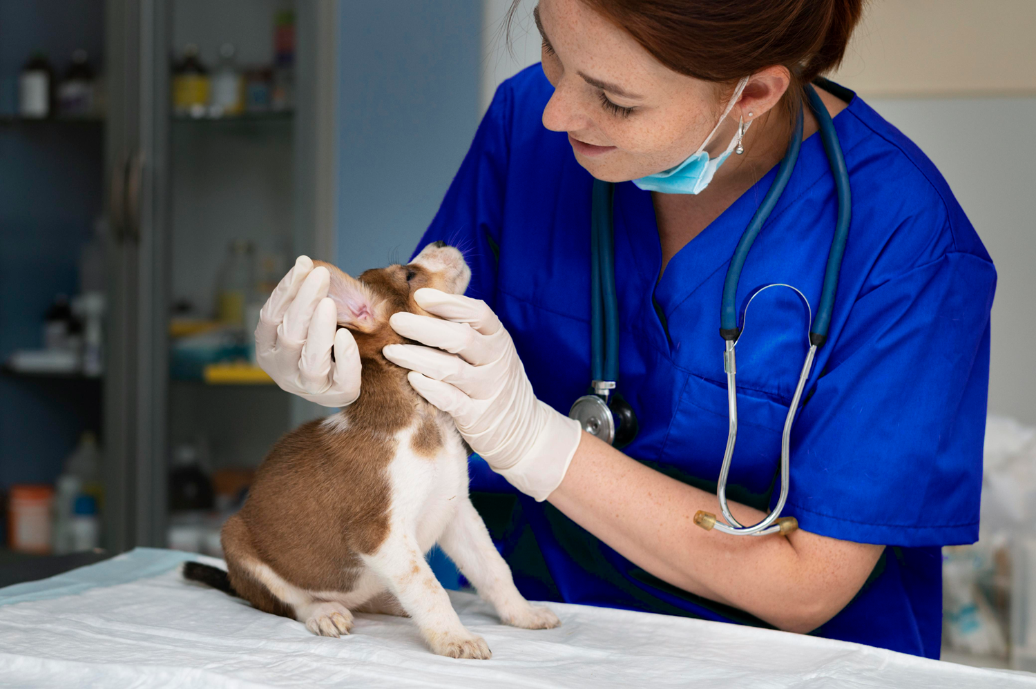 Wyndham Vet Clinic