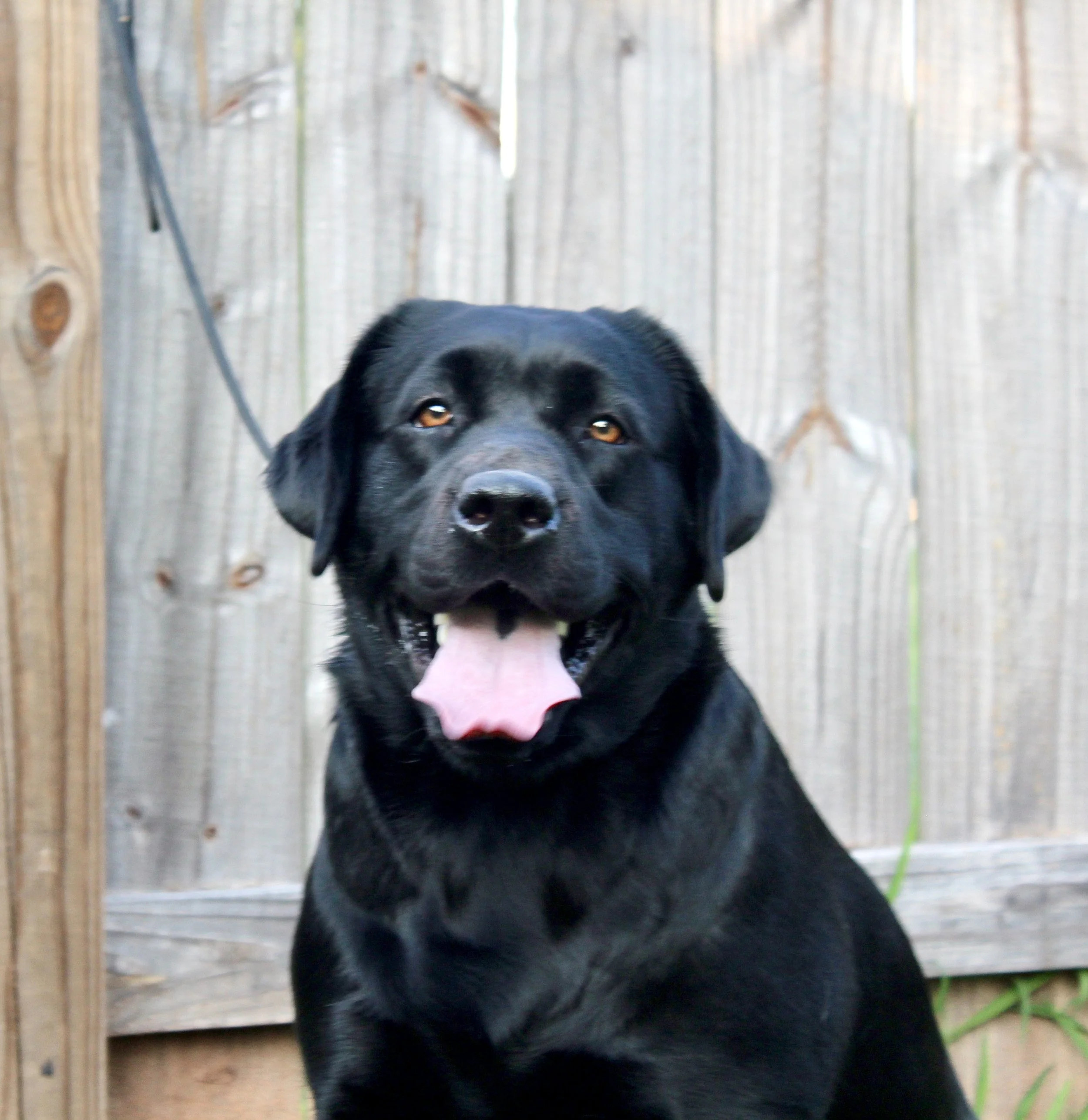 Dutton Retrievers