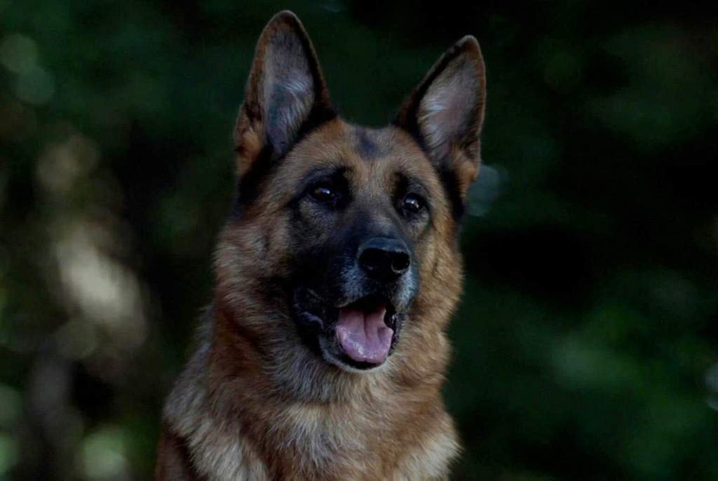 Skinwalker Lore – Chilling Legends of a Dark Shapeshifter — Lurking World