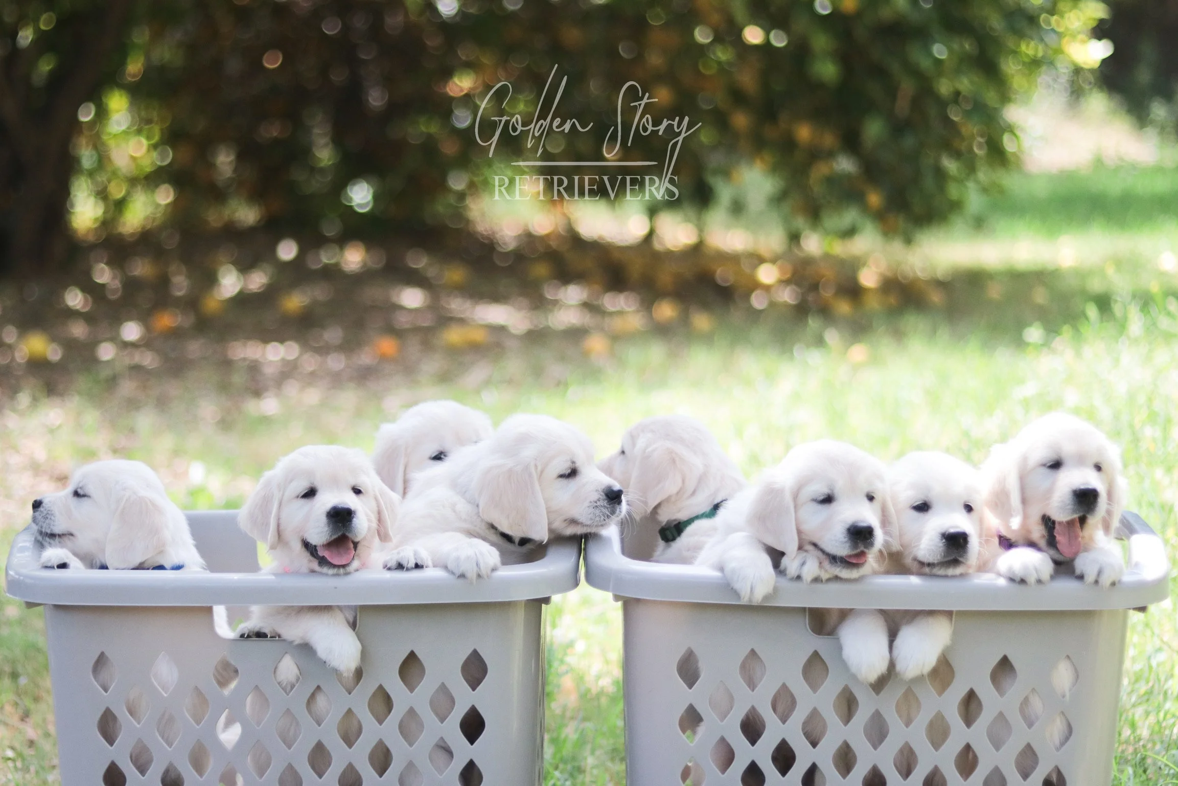 Goldenstoryretrievers.com