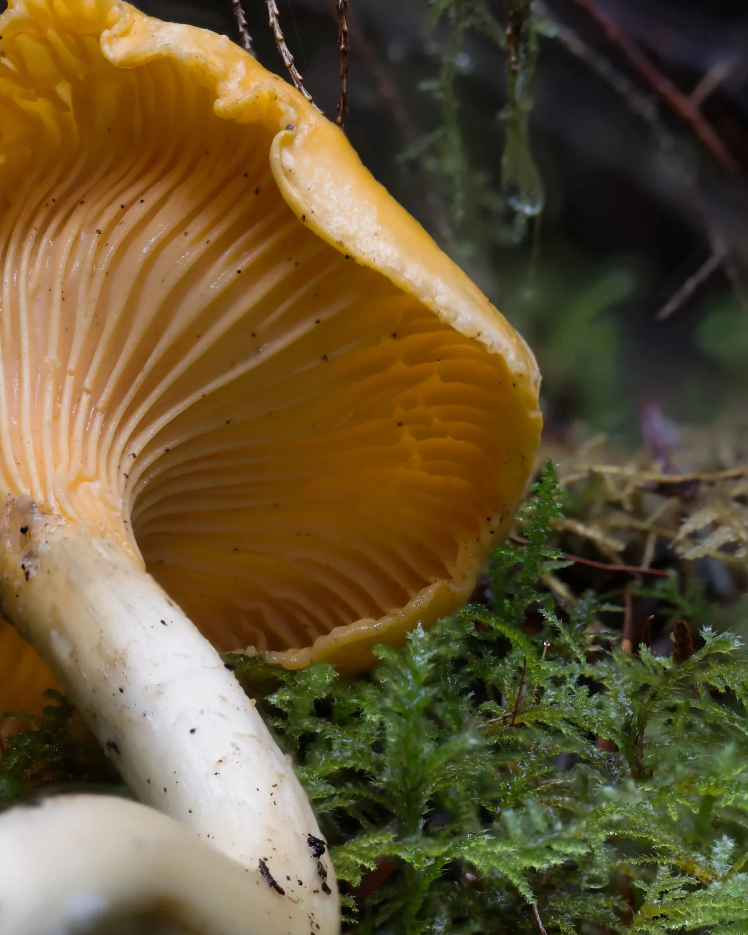 Old Growth Gold — Ridgeline Magazine