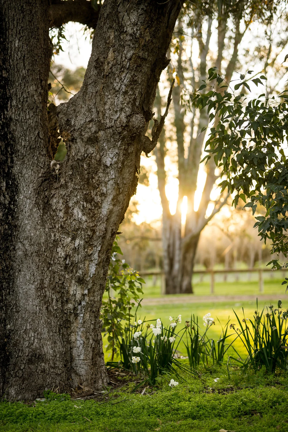 About — LIMESTONE PARK