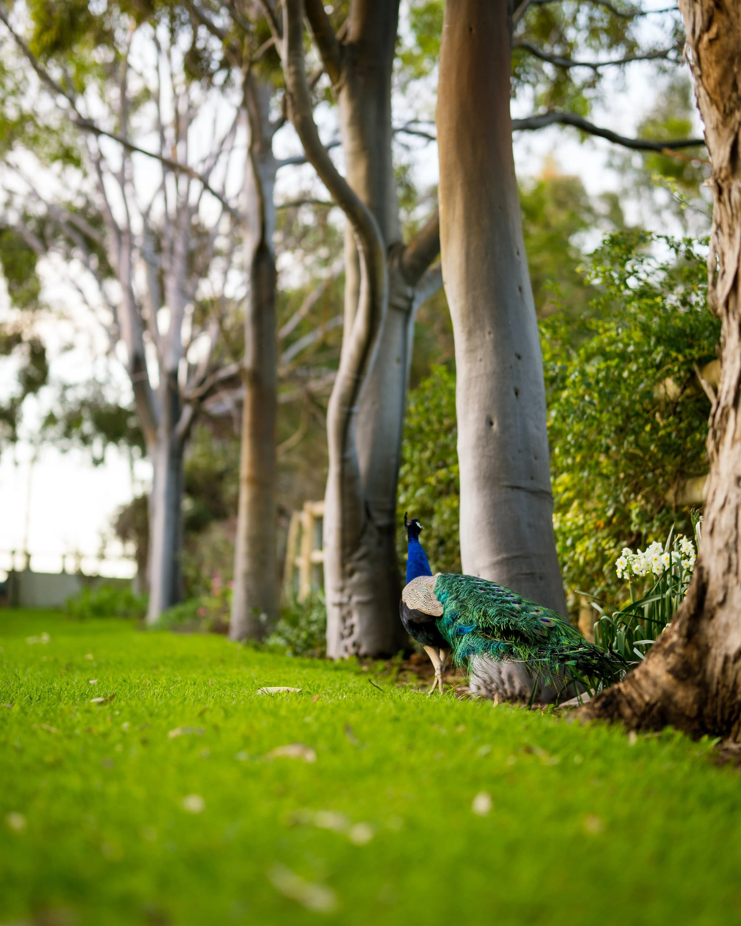 LIMESTONE PARK