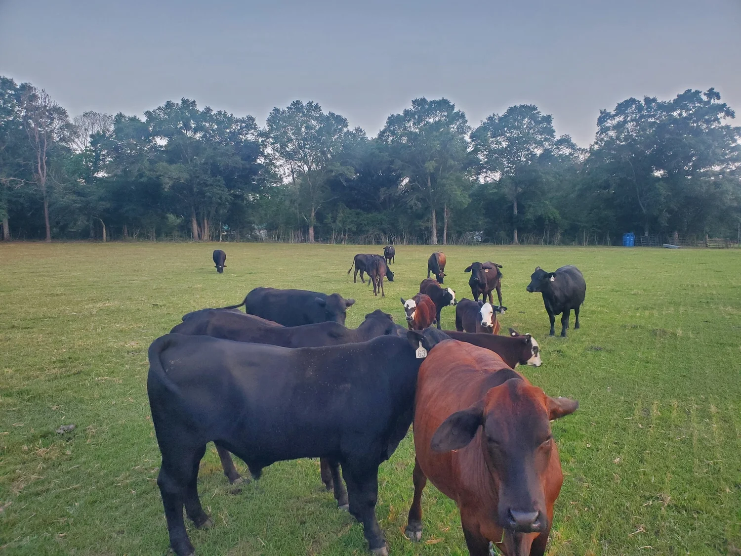 Pitts Farms | Grain-Fed Beef | Sustainable | Westville, FL