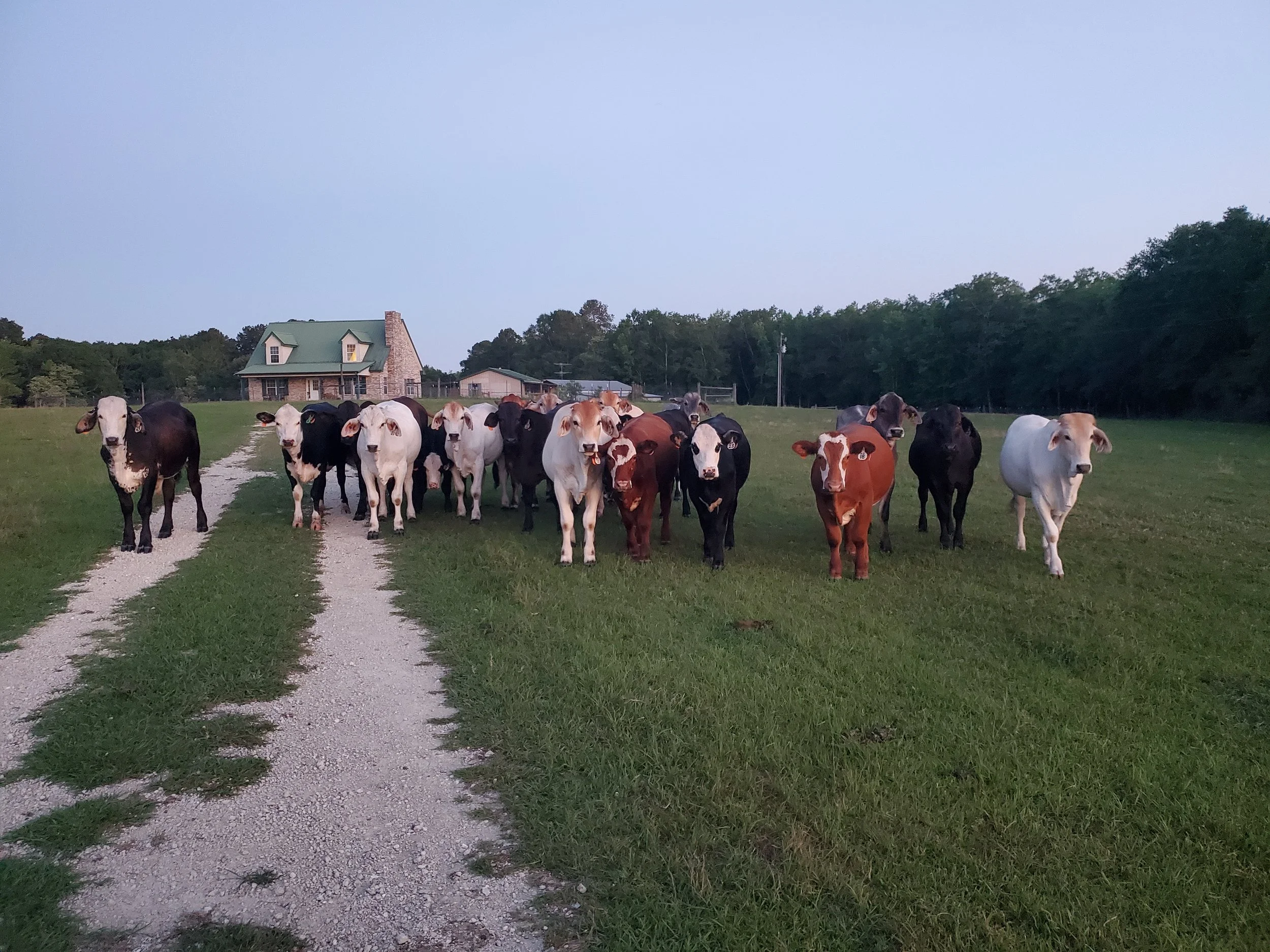 Pitts Farms | Grain-Fed Beef | Sustainable | Westville, FL