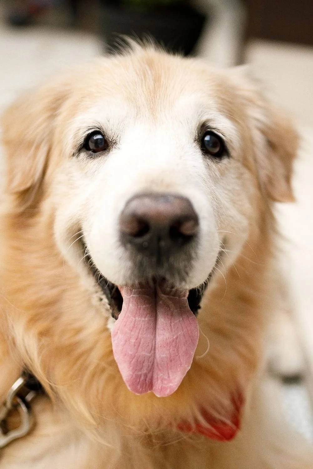 Enrichment — Dog Training Tips for Enrichment & Wellness — Method Canine