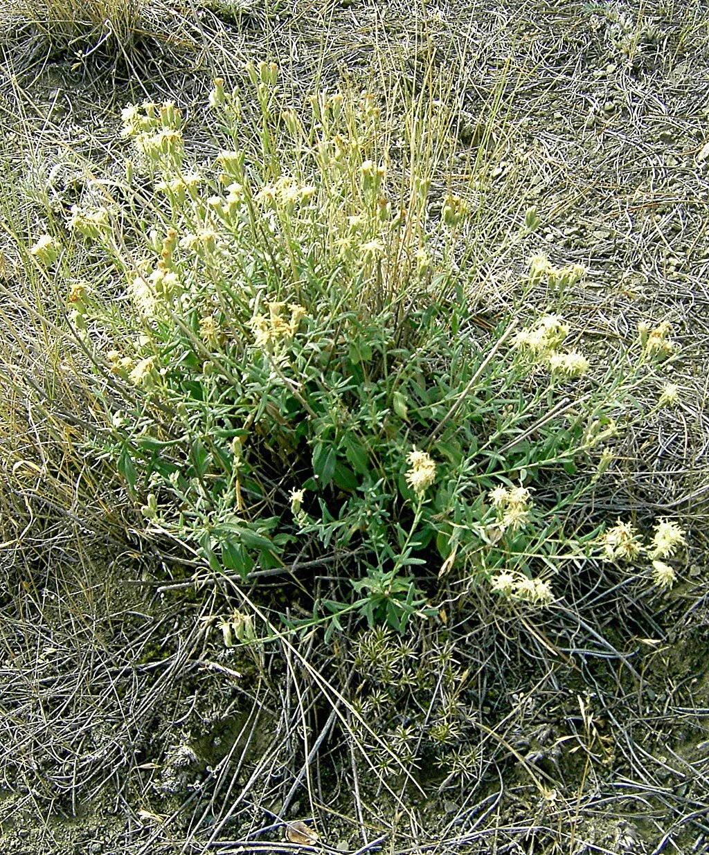Prairie Fairy Native Plants