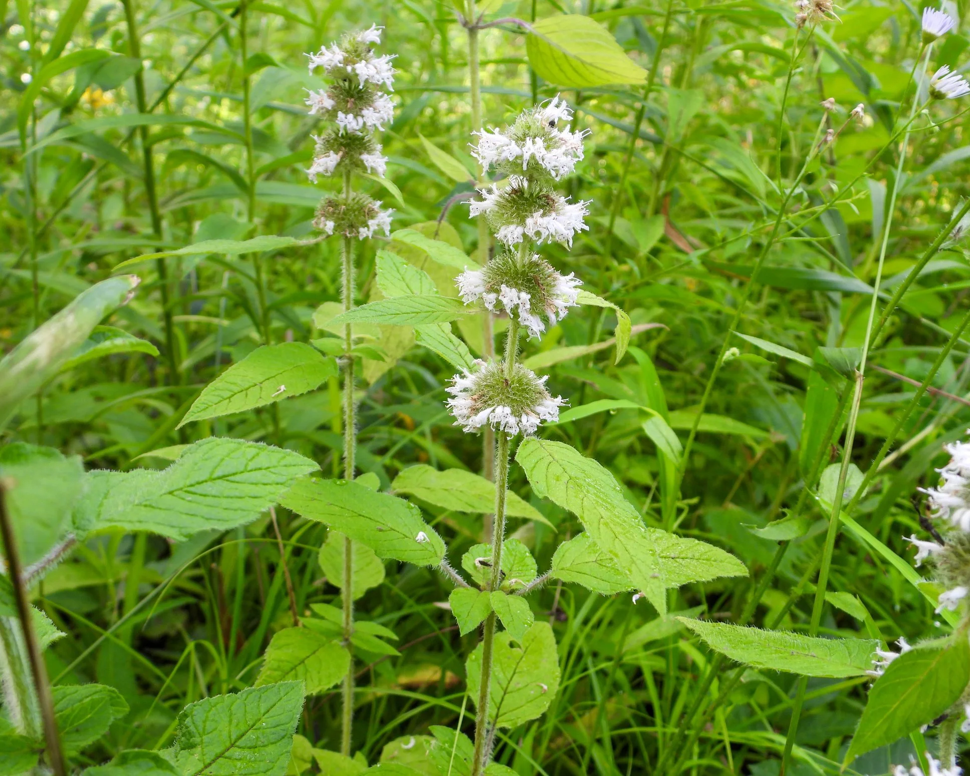 Prairie Fairy Native Plants