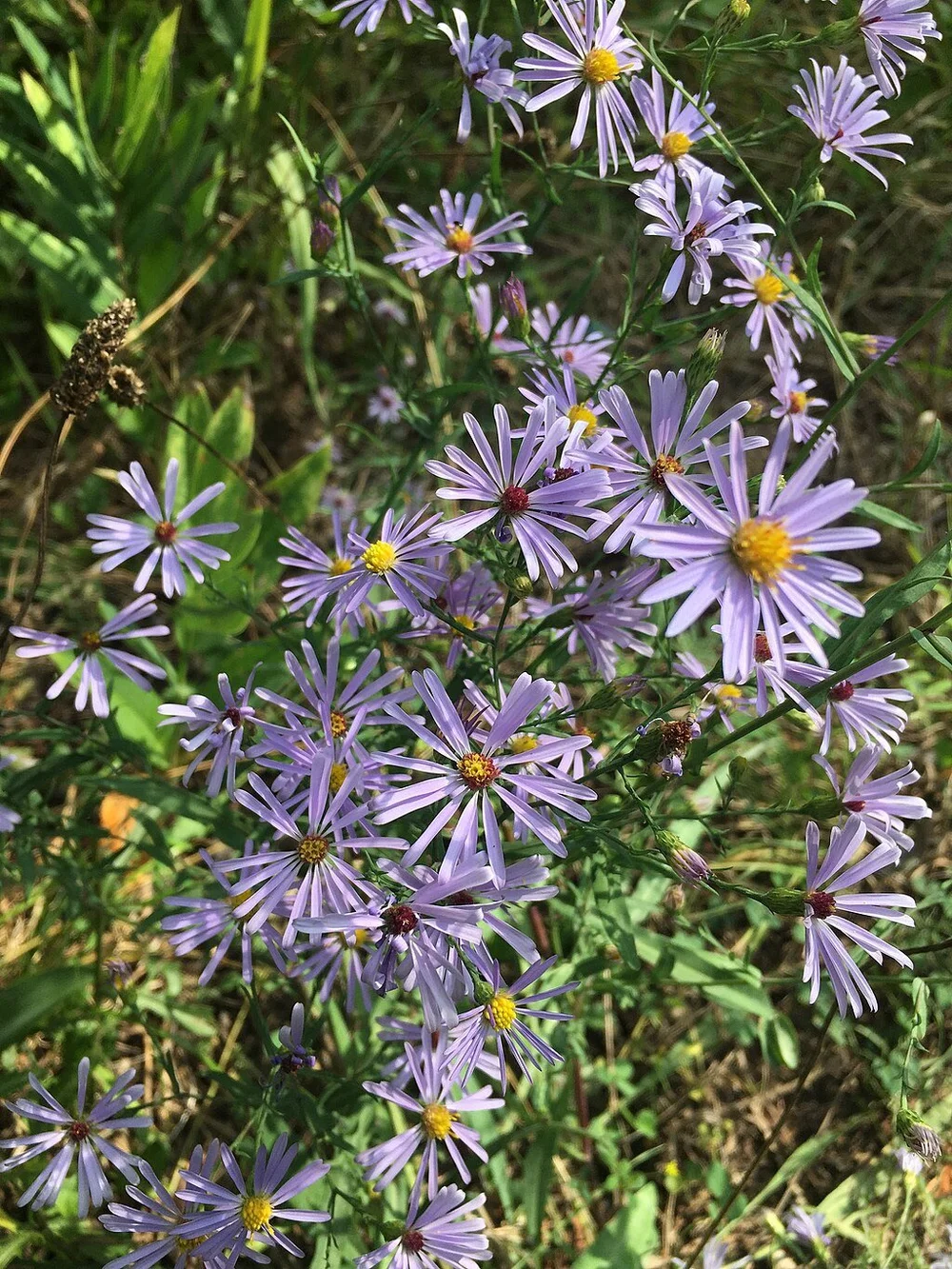 Prairie Fairy Native Plants