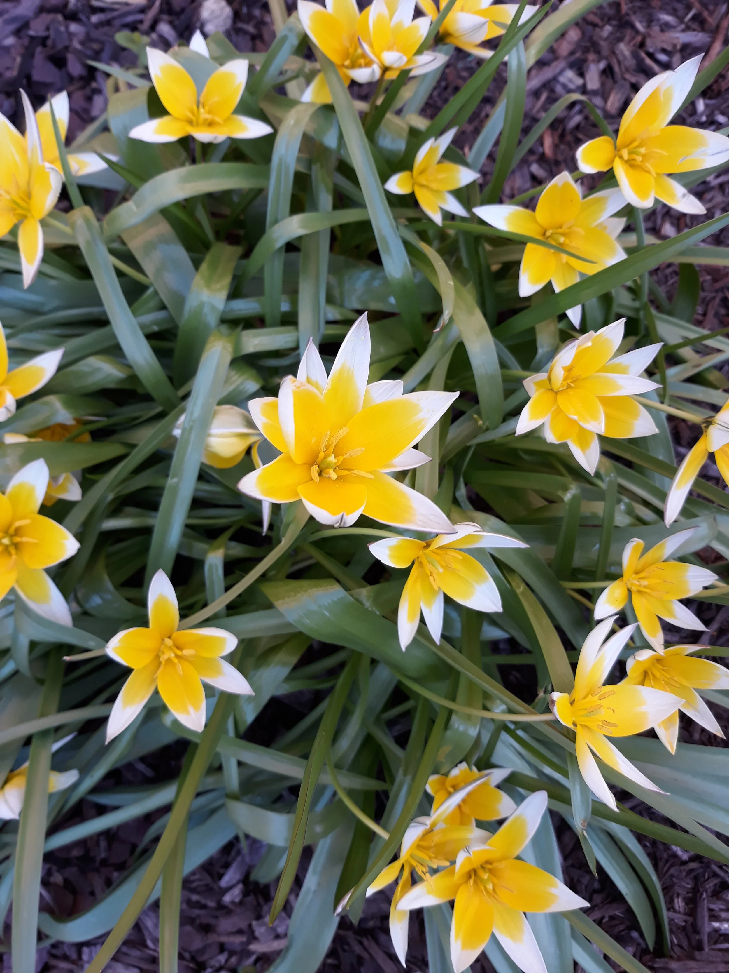 Newsletter (The Key) — AIS of Greater Pittsburgh