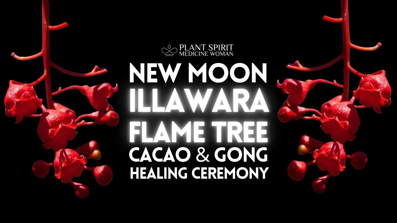 Leo New Moon Cacao, Illawara Flame Tree and Gong Healing Ceremony