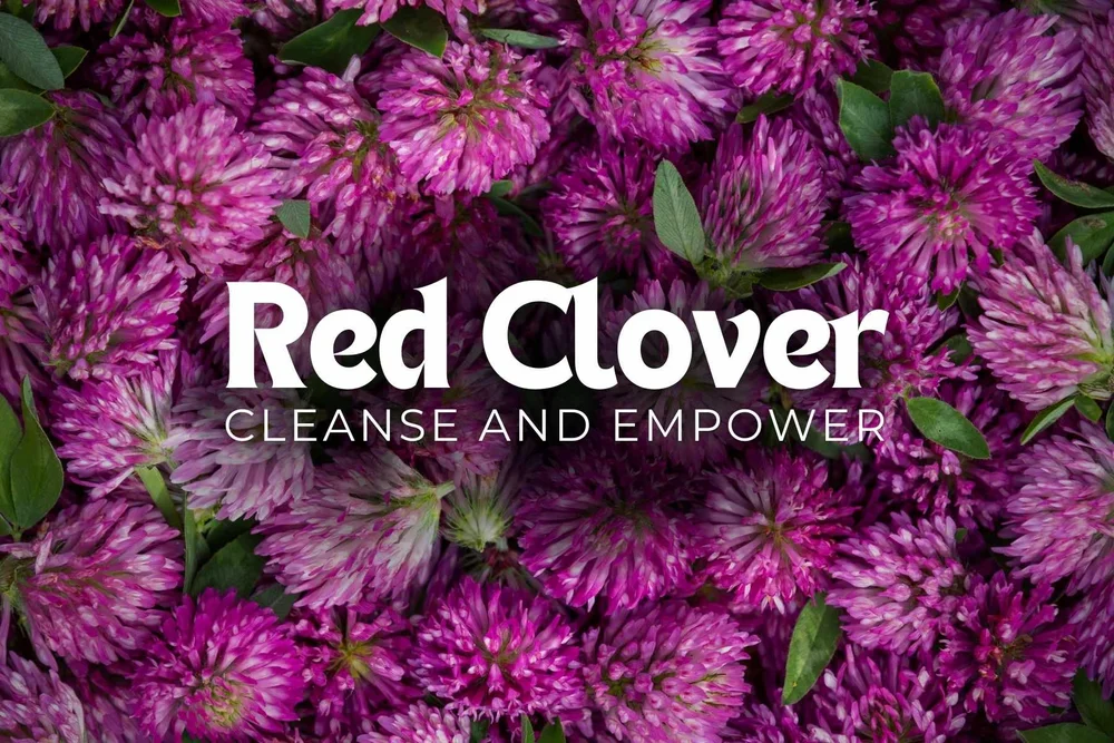 Red Clover: Herbal Medicine for Strength & Finding Your Voice