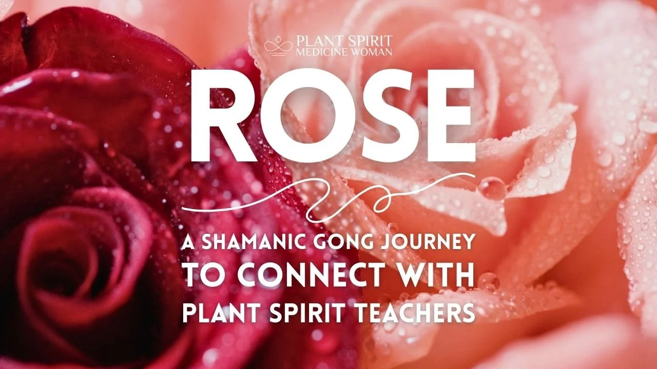 Rose: Myth, Magic & Medicine — The Sacred Heart Healer