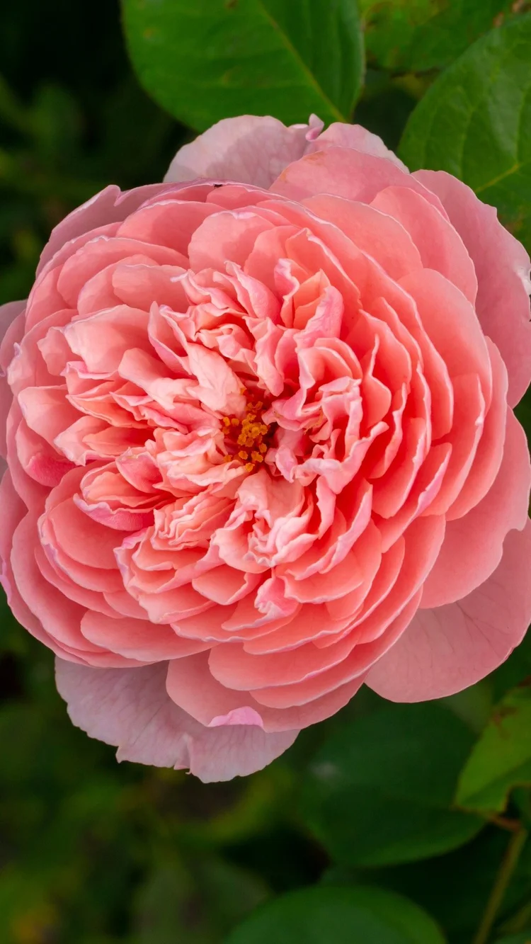 Rose: Myth, Magic & Medicine — The Sacred Heart Healer