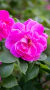 Rose: Myth, Magic & Medicine — The Sacred Heart Healer