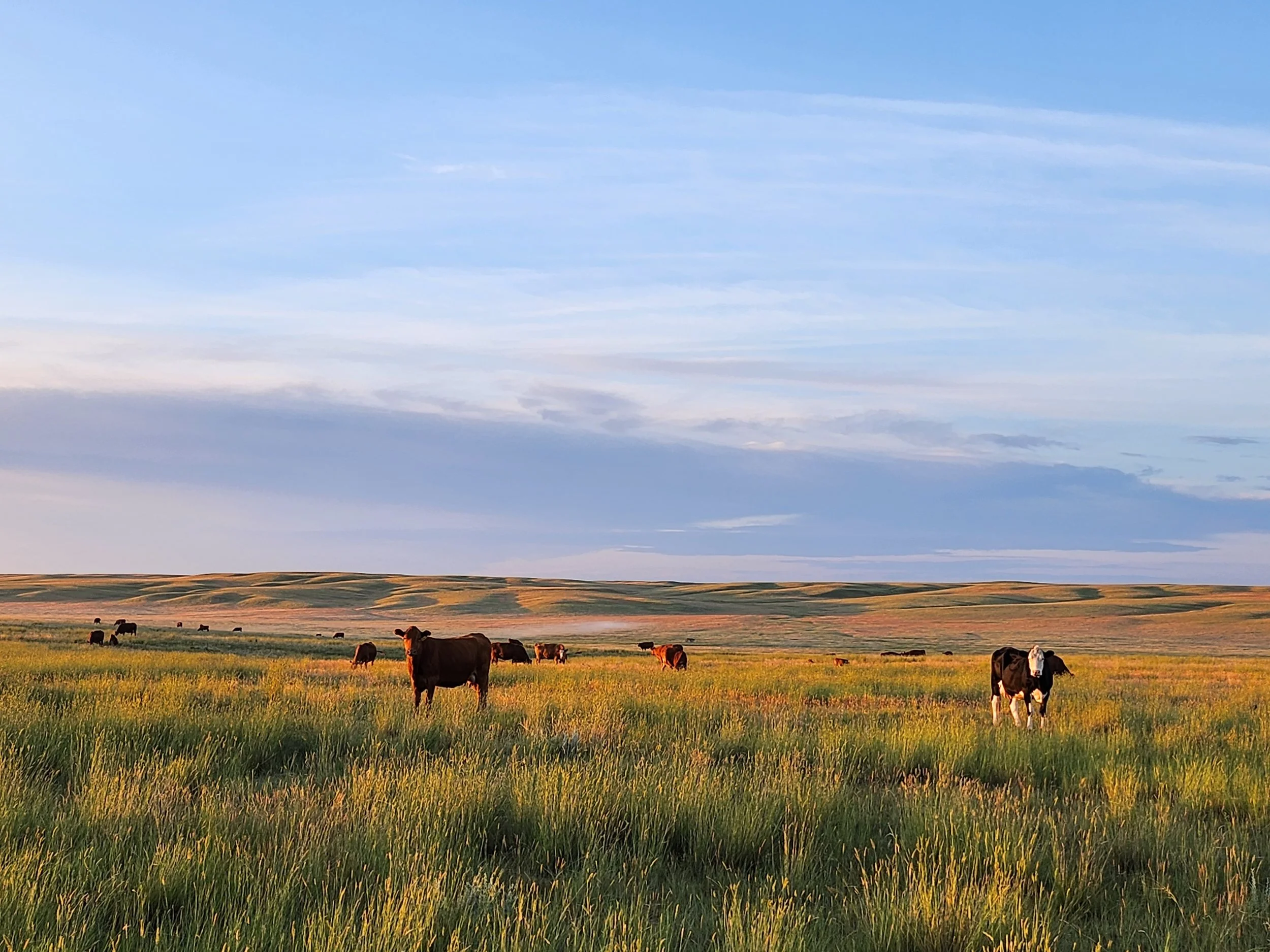 General 2 — Prairie Roots