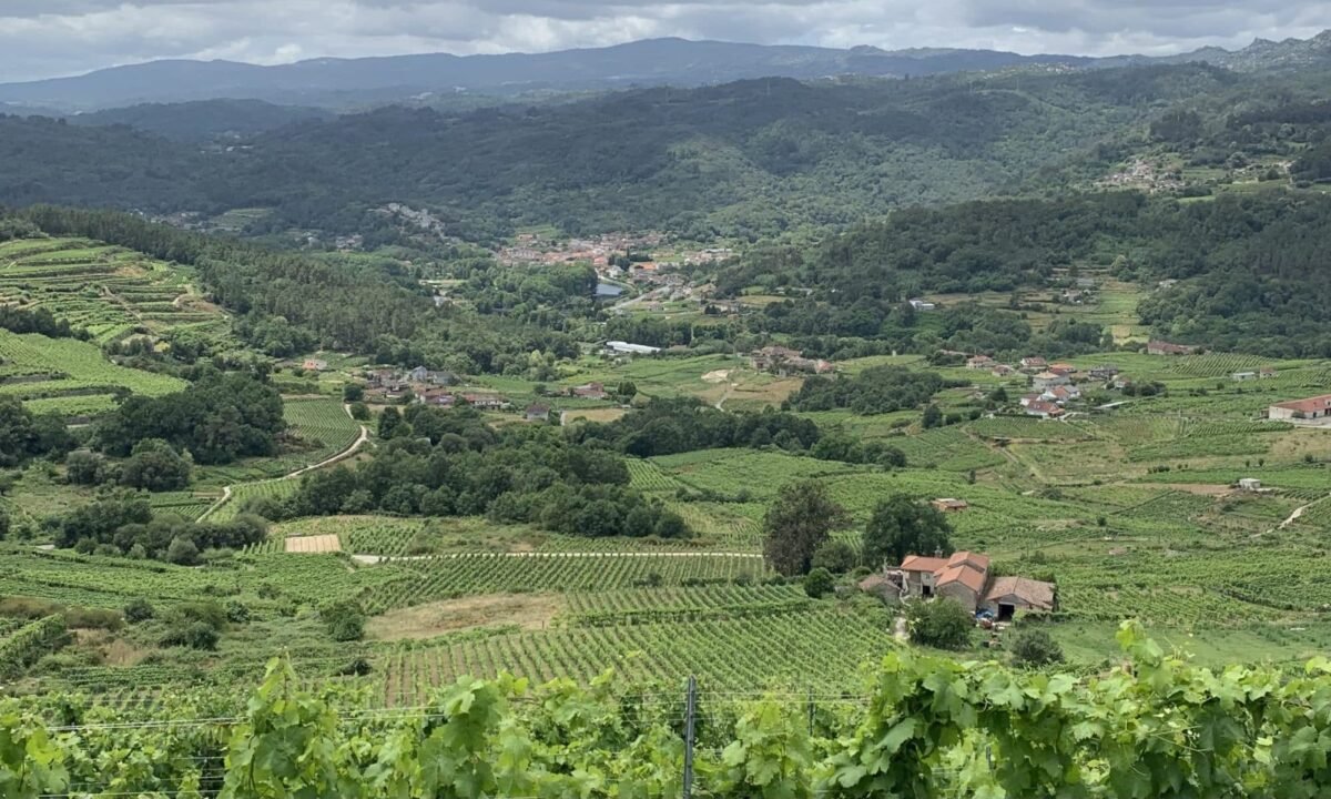 Ribeiro — The Wines of Galicia