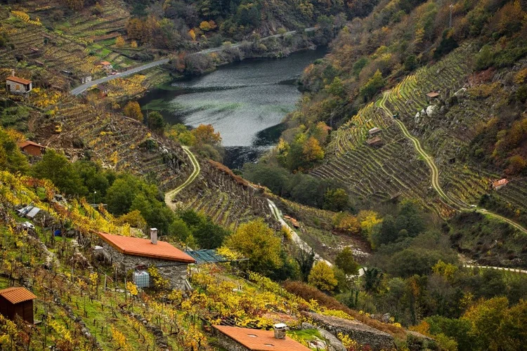 Mencía: Northwest Spain's Star Grape — The Wines of Galicia