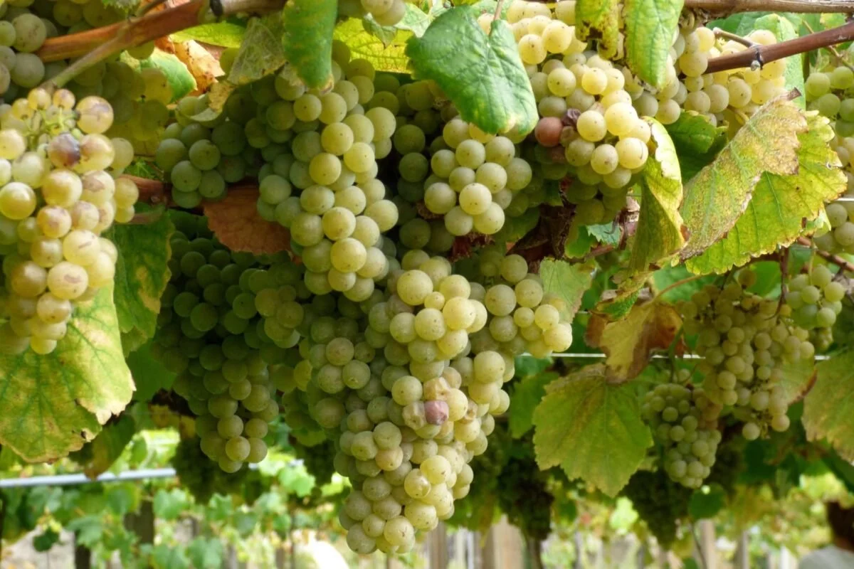 Albariño: The Ultimate Guide — The Wines of Galicia