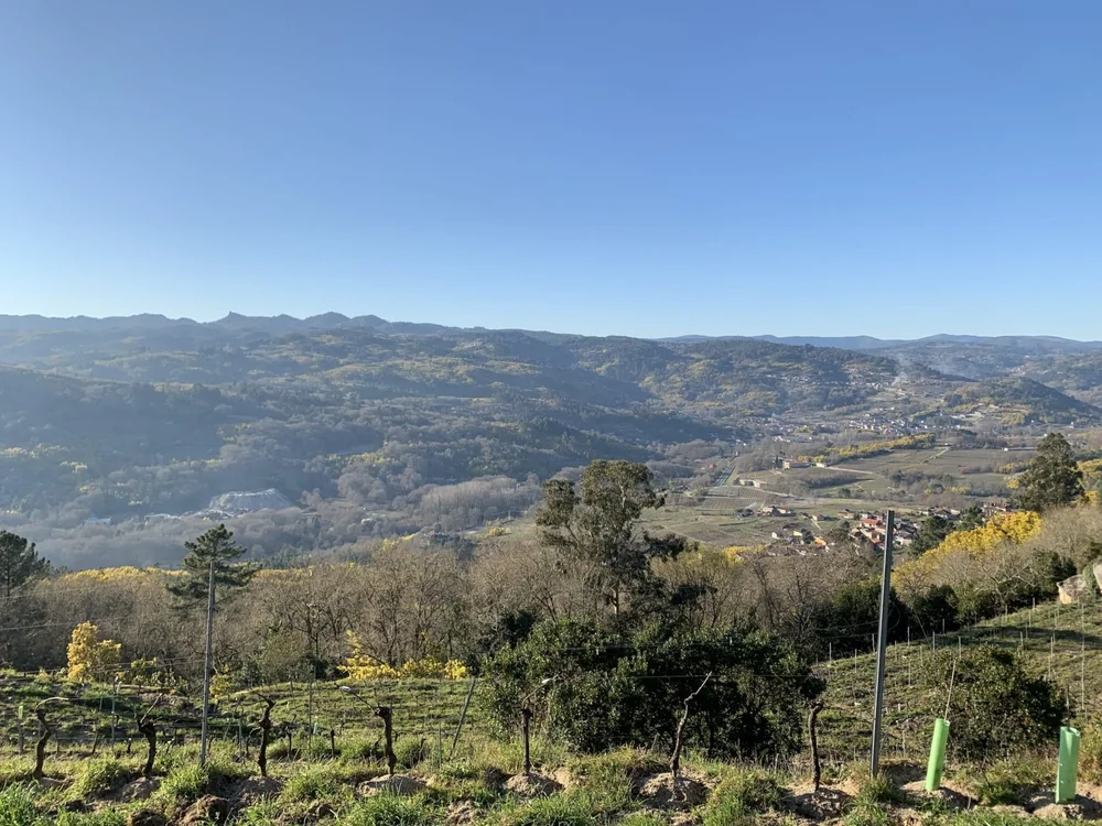 Ribeiro — The Wines of Galicia
