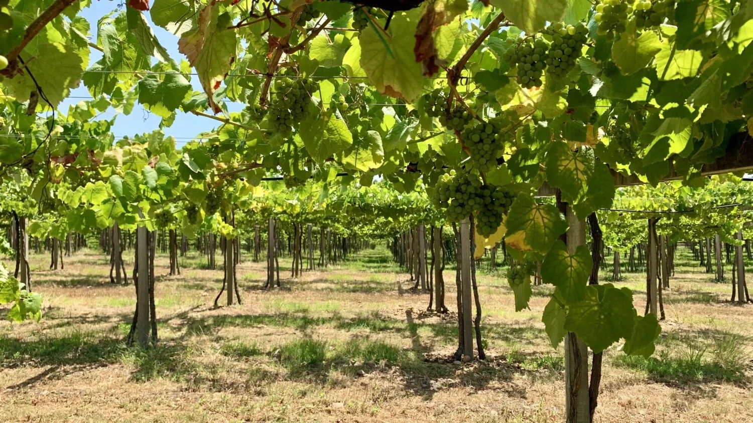 Rías Baixas: The Ultimate Guide to the Home of Albariño — The Wines of Galicia