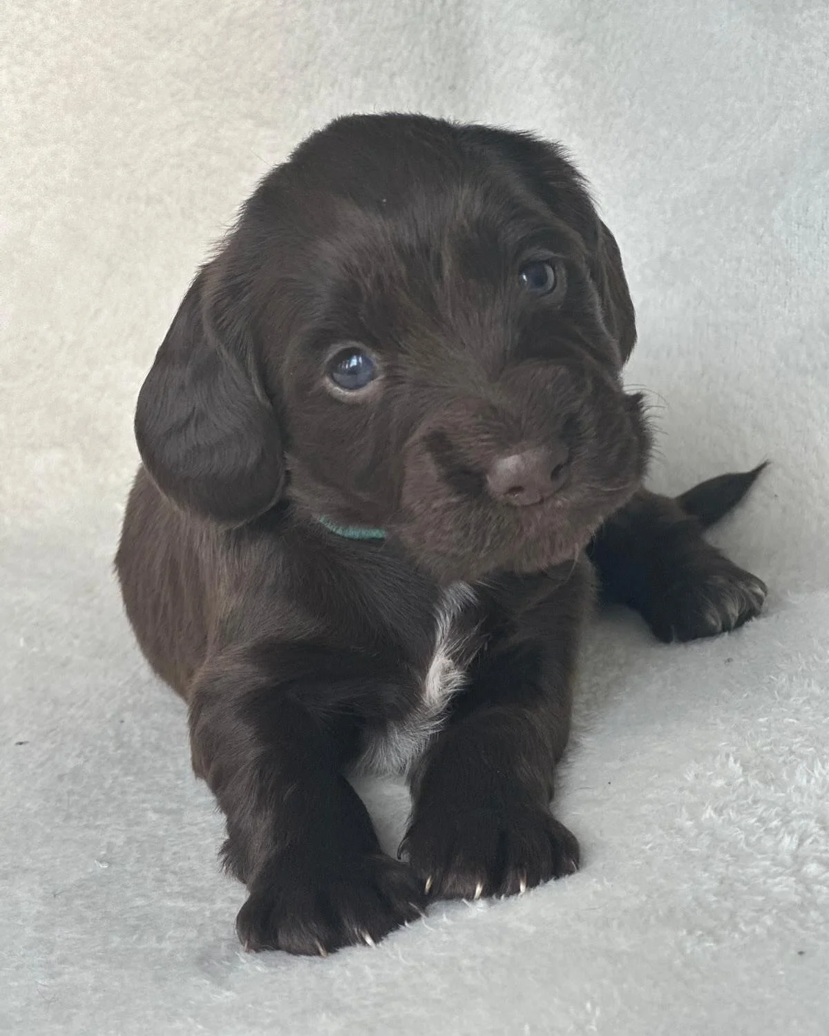 Puppy Yoga & Puppy Therapy ~ London