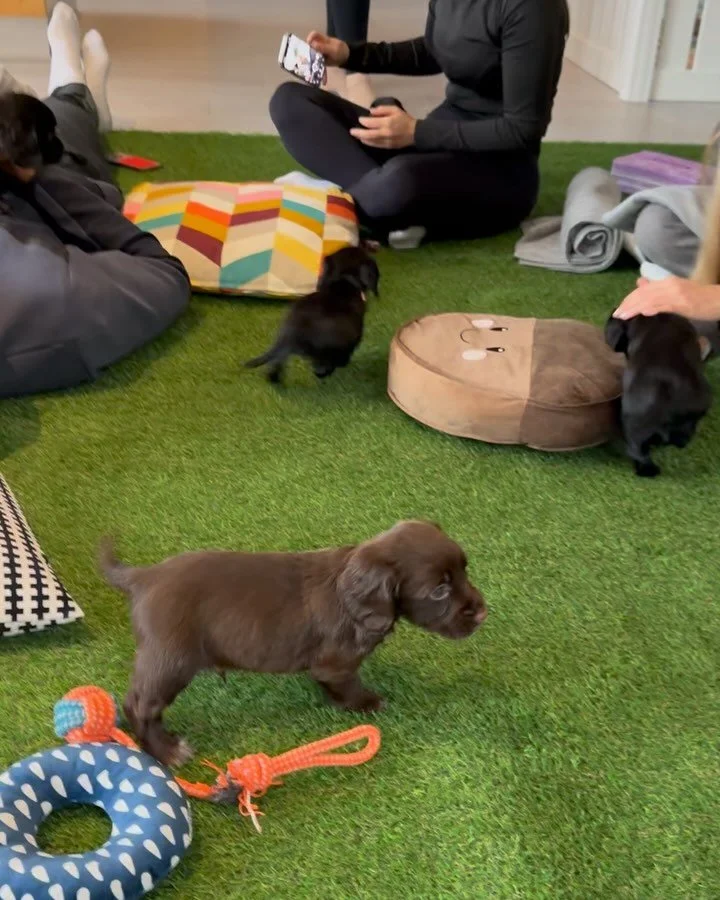 Puppy Yoga & Puppy Therapy ~ London