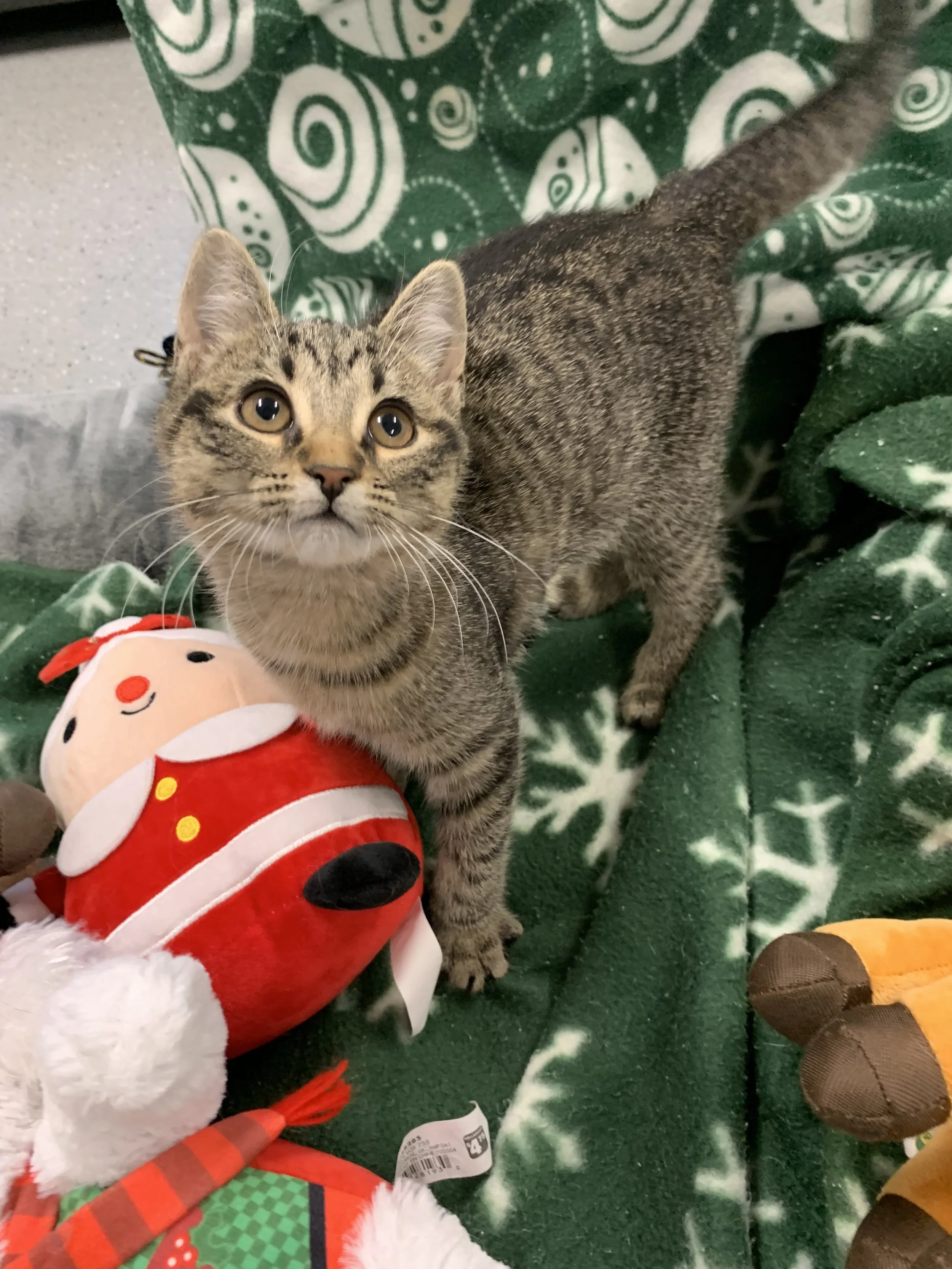 Sophie — SPCA Baccalieu Trail
