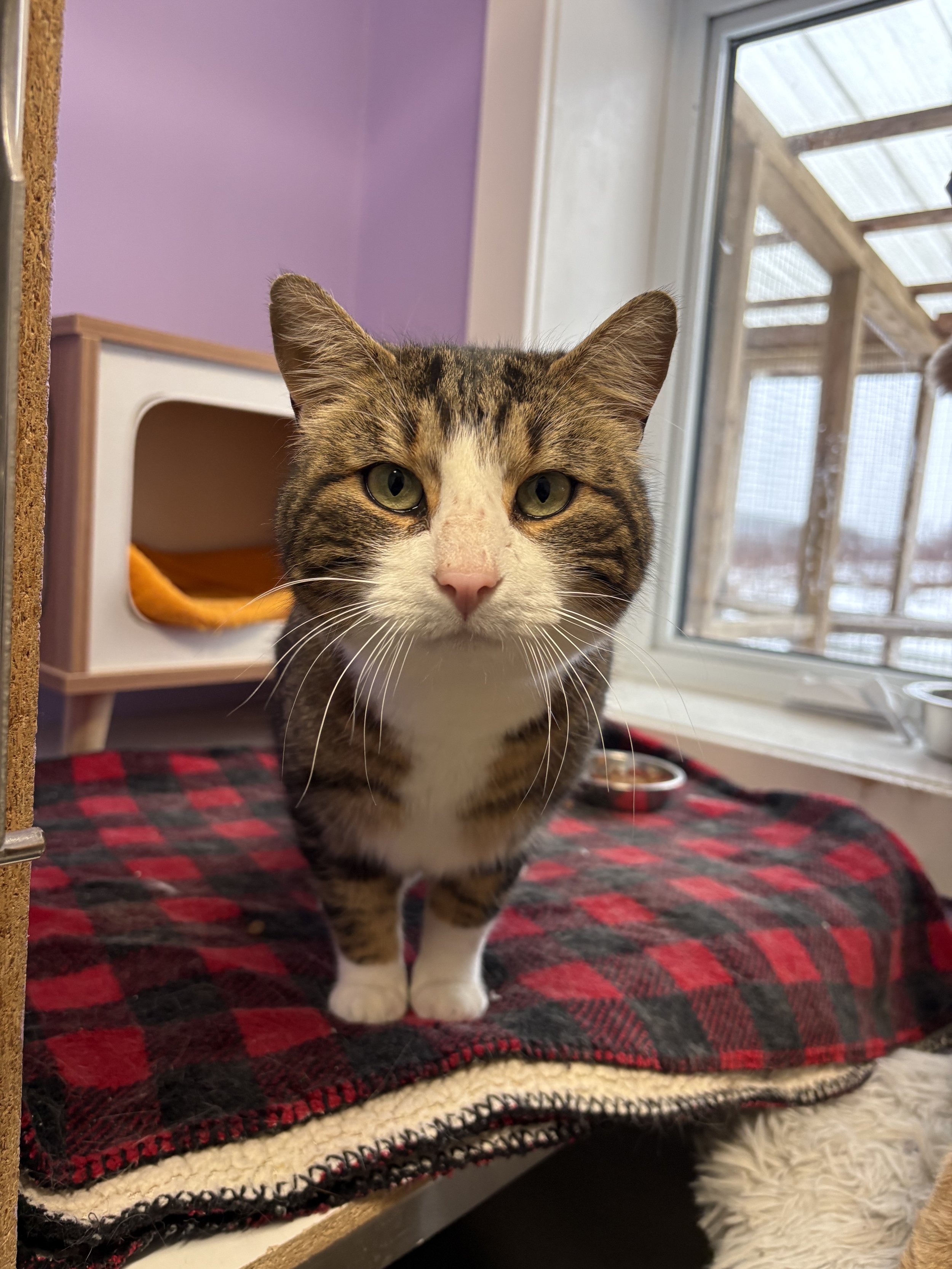 Ranger — SPCA Baccalieu Trail