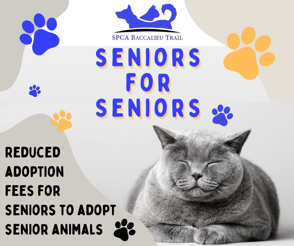 Animal Adoption Process - Bay Roberts, Spaniards Bay, NL — SPCA ...