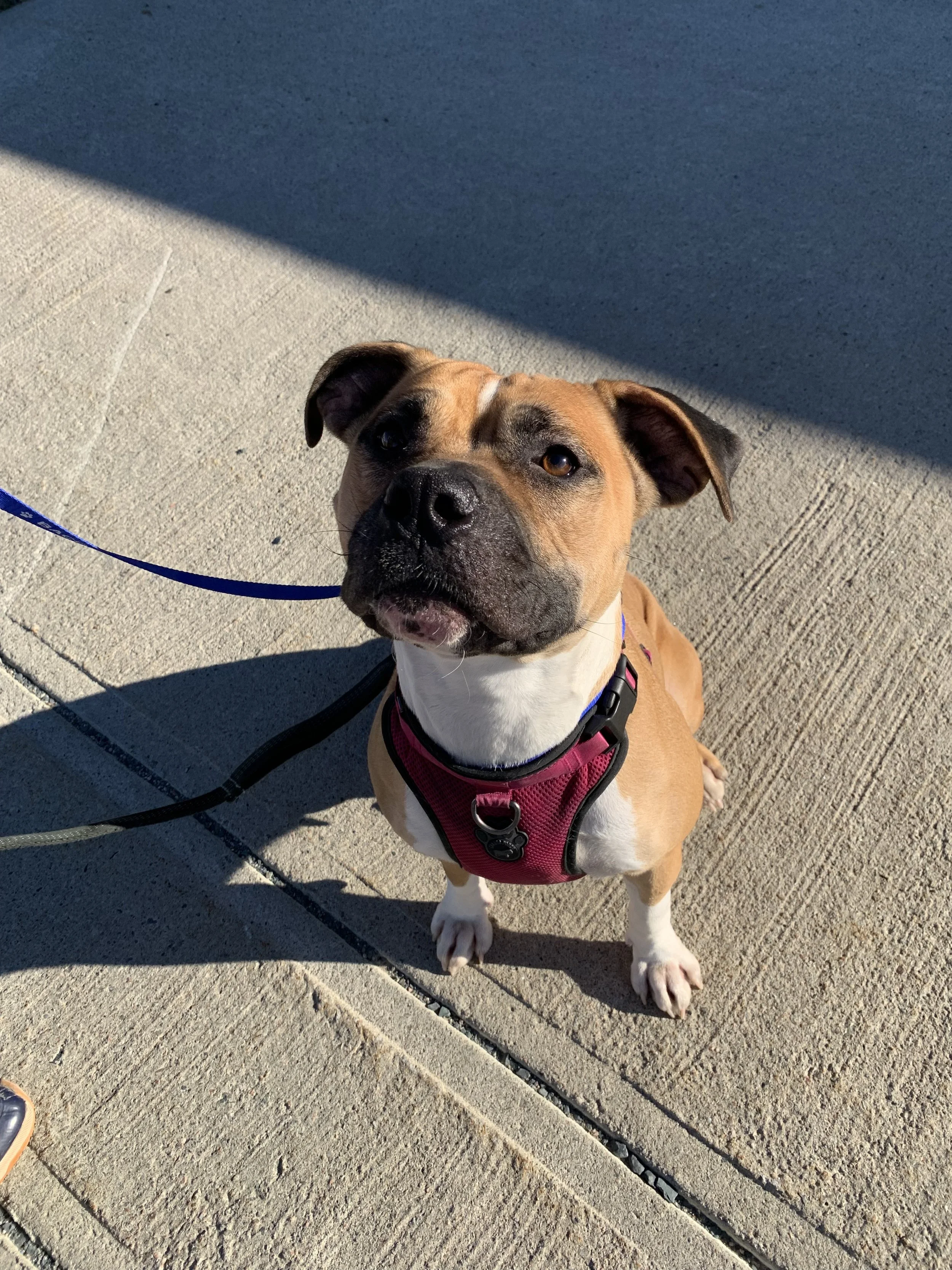 Angel — SPCA Baccalieu Trail
